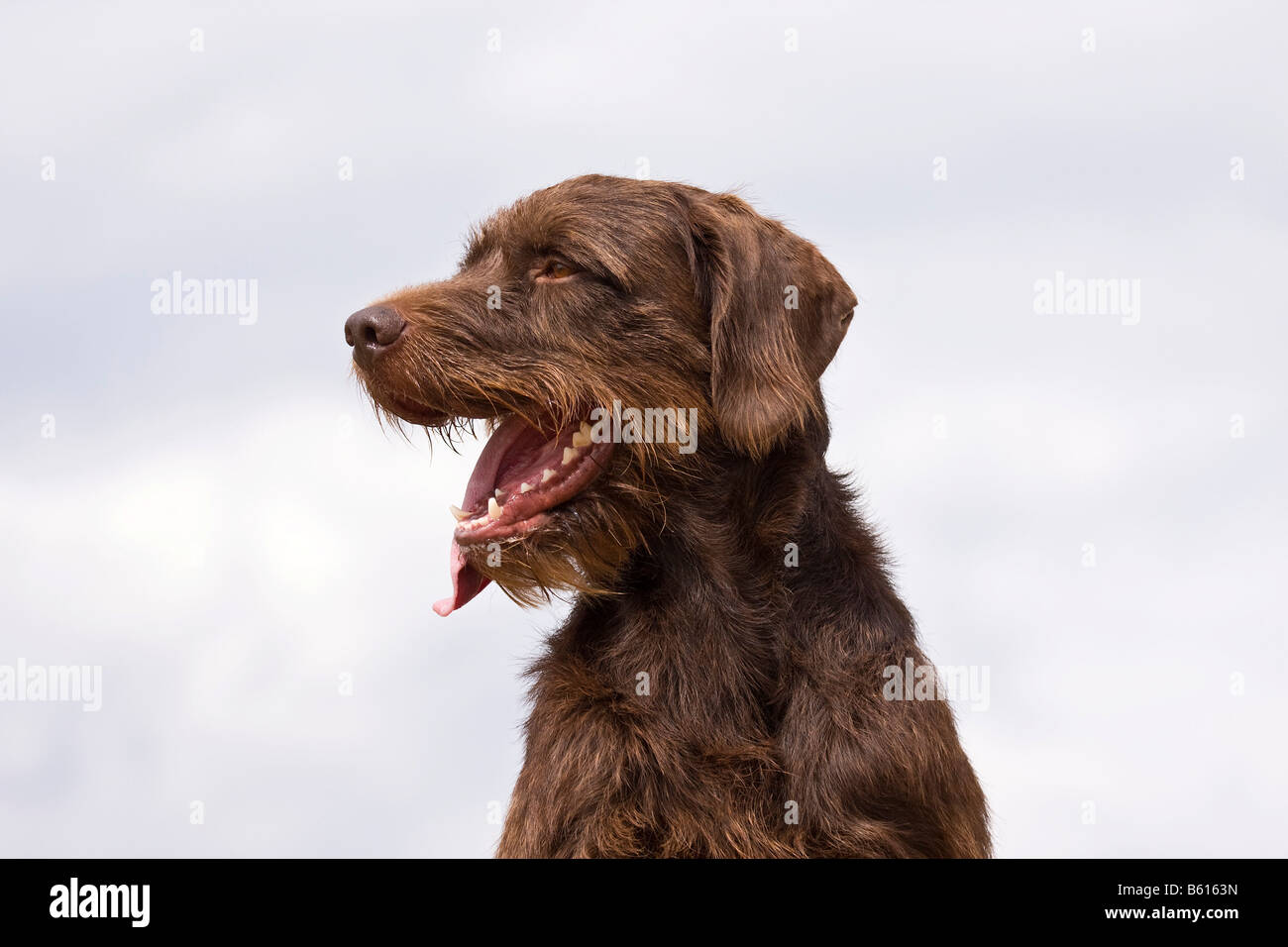 Pudelpointer hi-res stock photography and images - Alamy