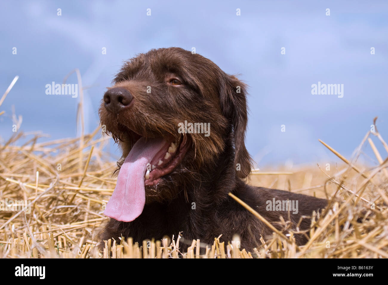 Pudelpointer, hunting dog, portrait Stock Photo - Alamy