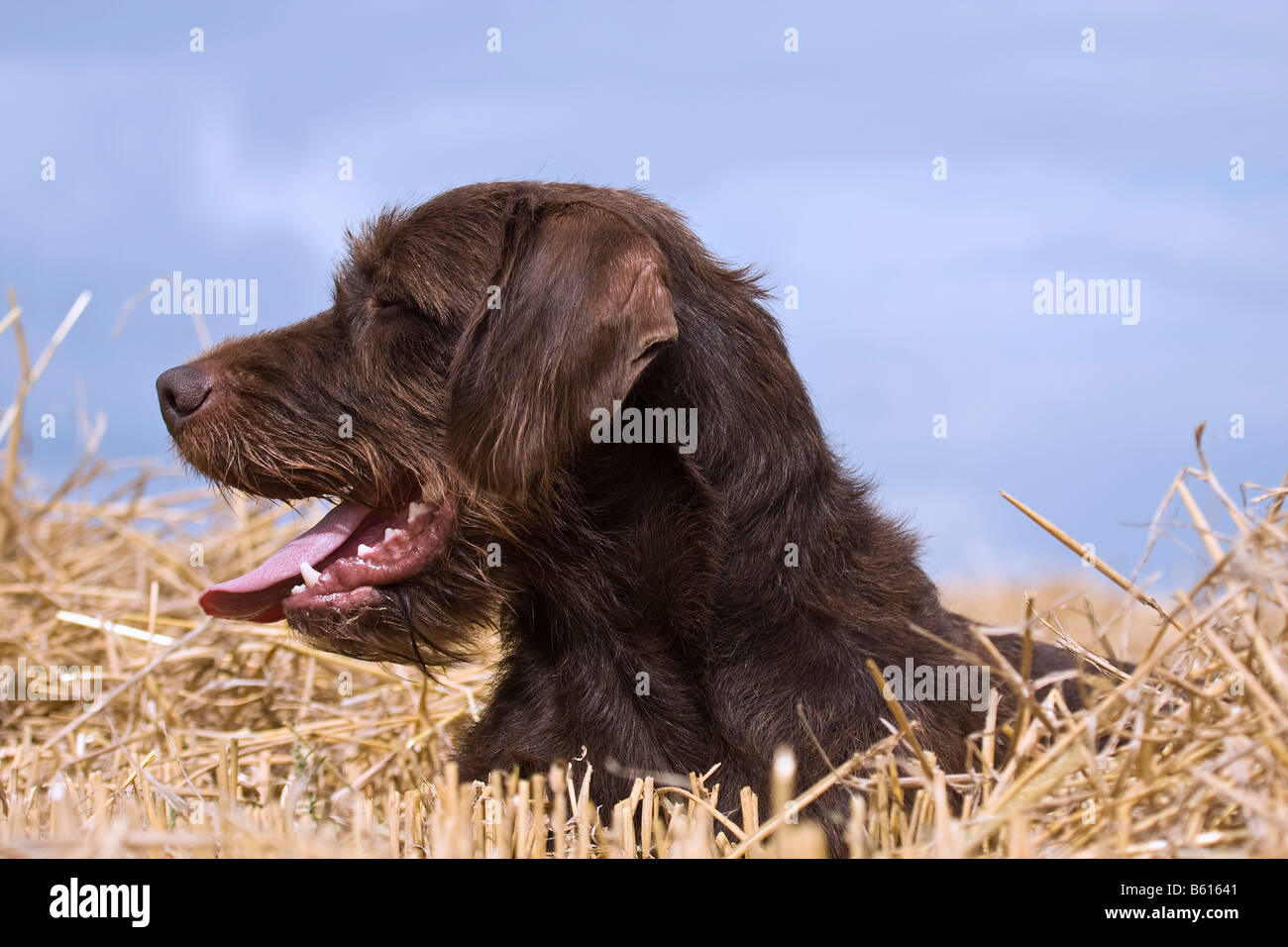 Pudelpointer, hunting dog, portrait Stock Photo - Alamy