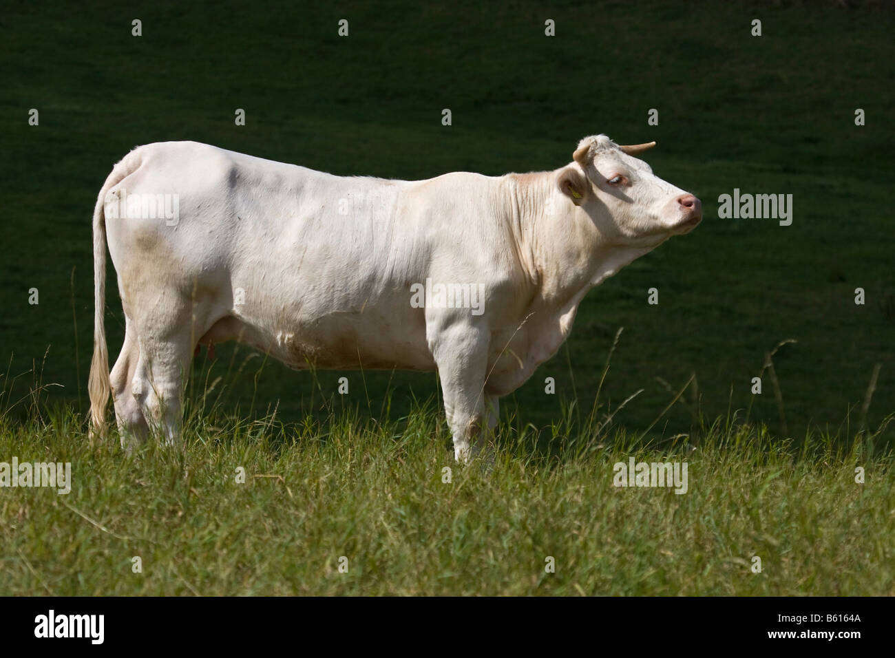 Charolais cow hi-res stock photography and images - Alamy