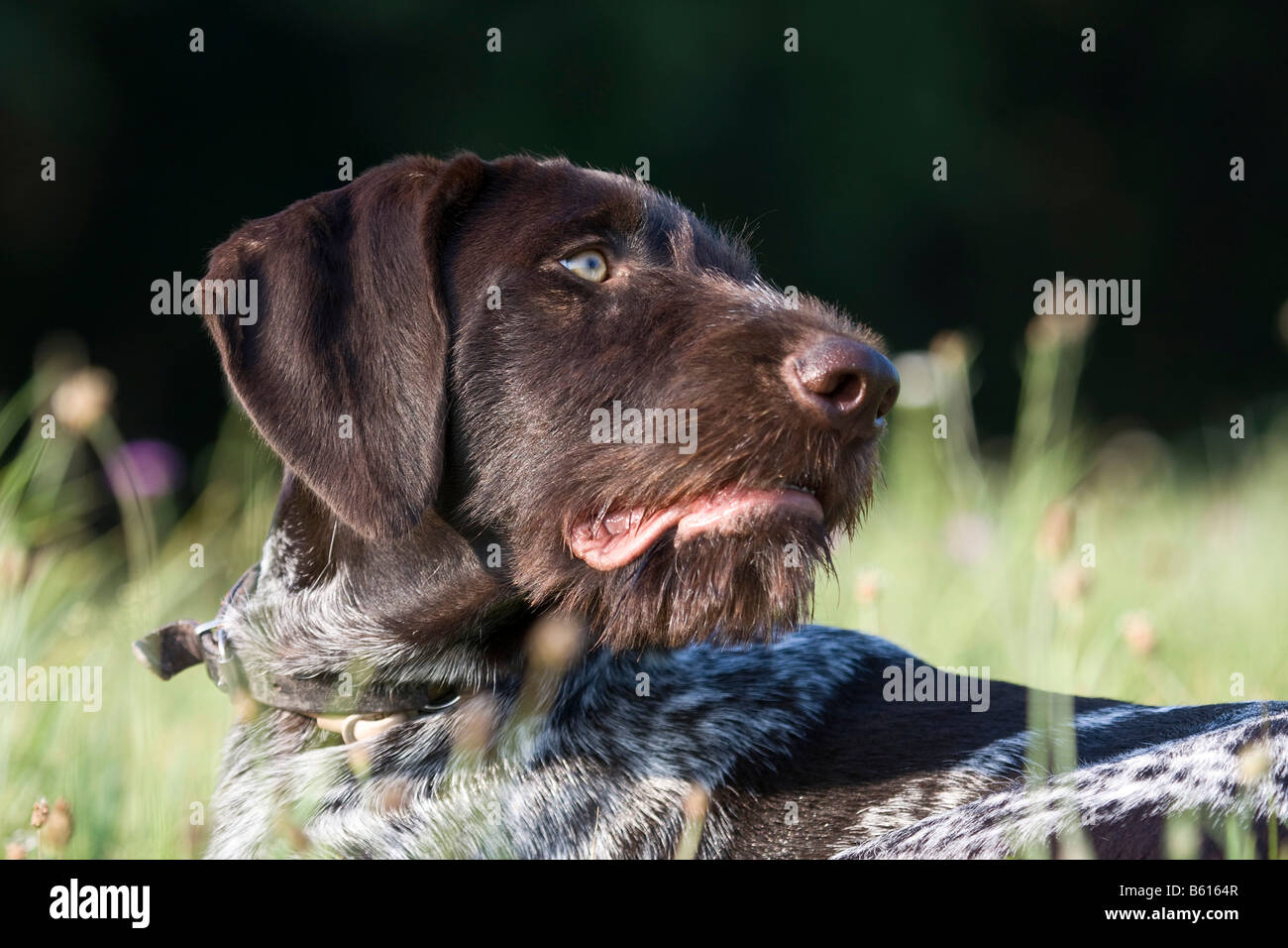 German wirehaired pointer portrait hi-res stock photography and images ...