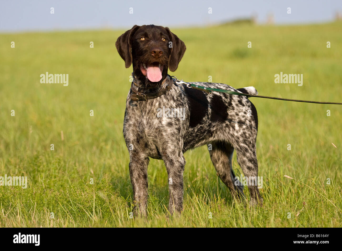 German wirehaired pointer hi-res stock photography and images - Alamy