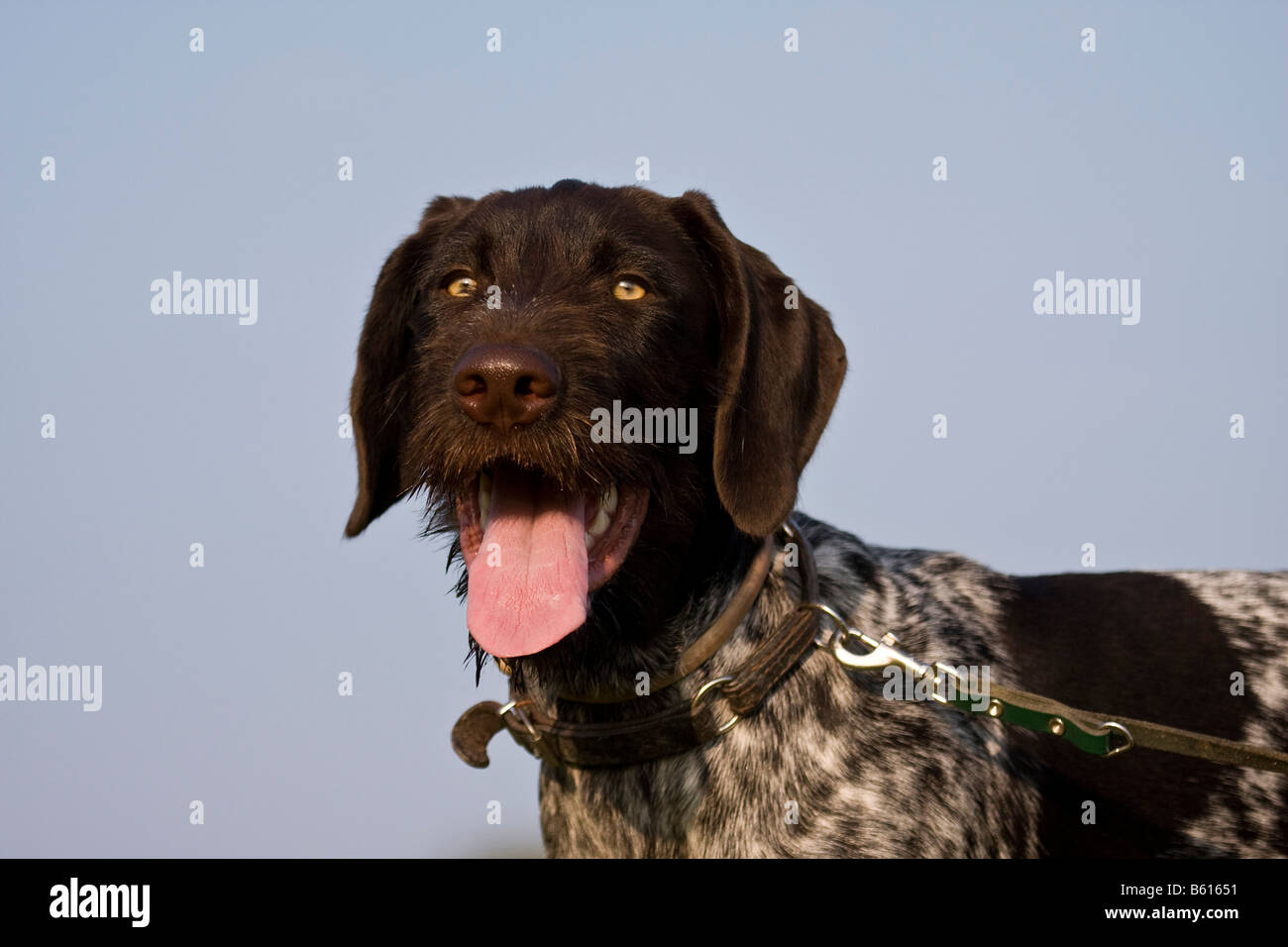 German Wirehaired Pointer, hunting dog, on a leash Stock Photo - Alamy