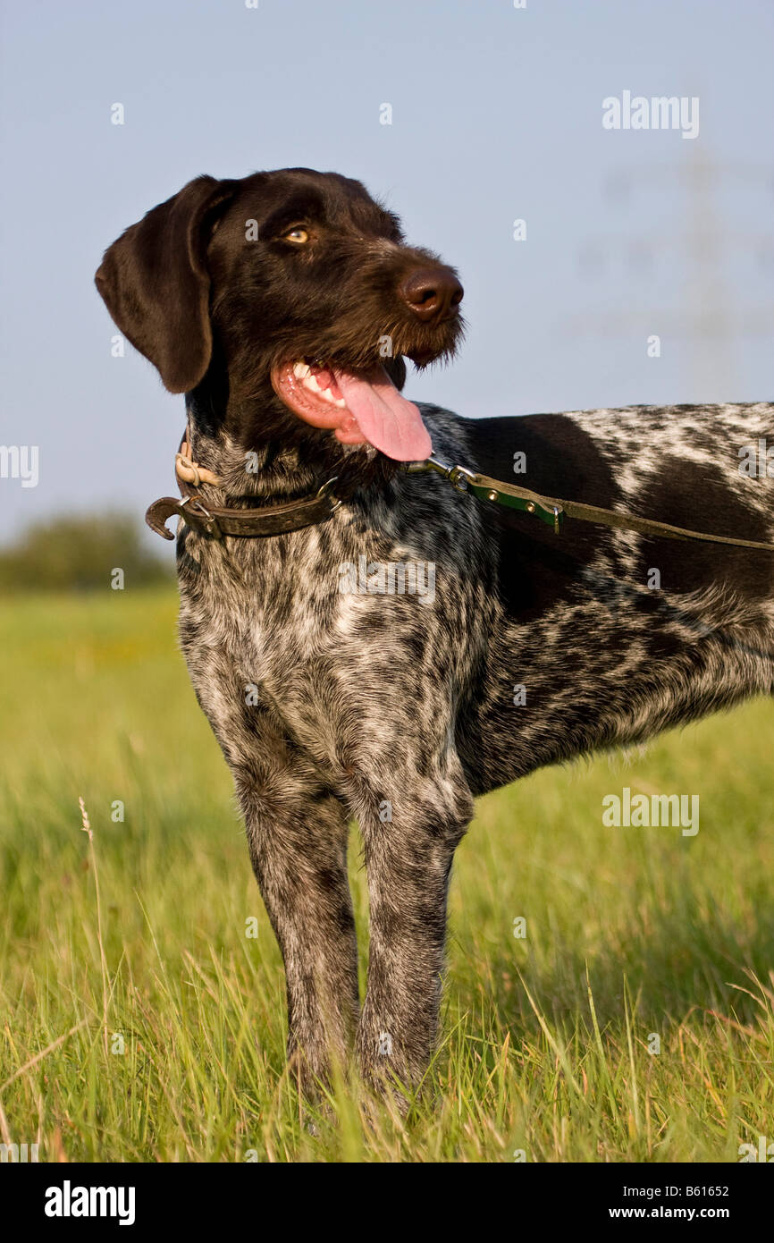 Standing pointer hi-res stock photography and images - Alamy