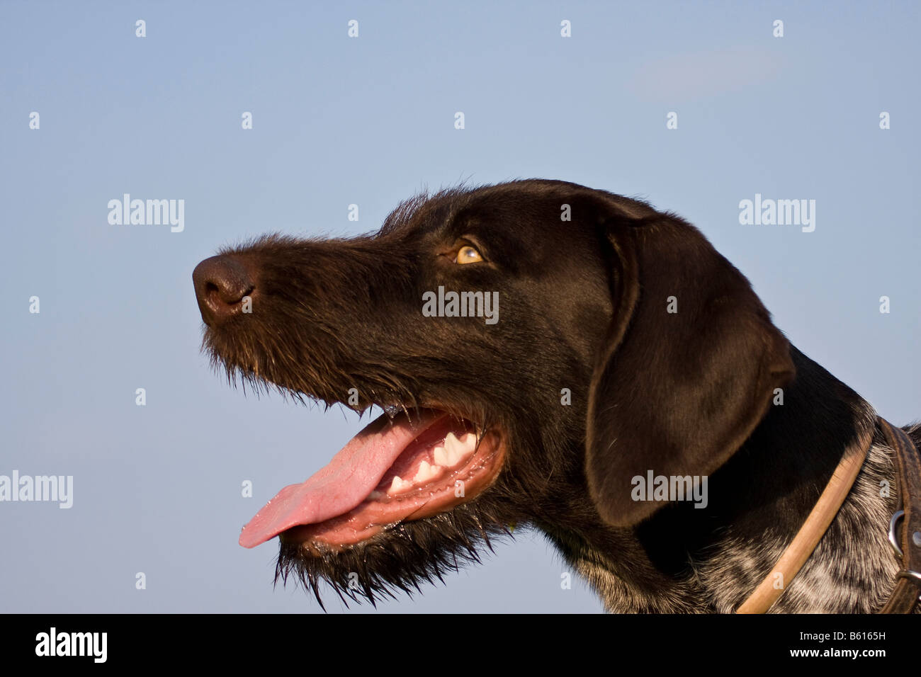 German Wirehaired Pointer, hunting dog, portrait Stock Photo - Alamy