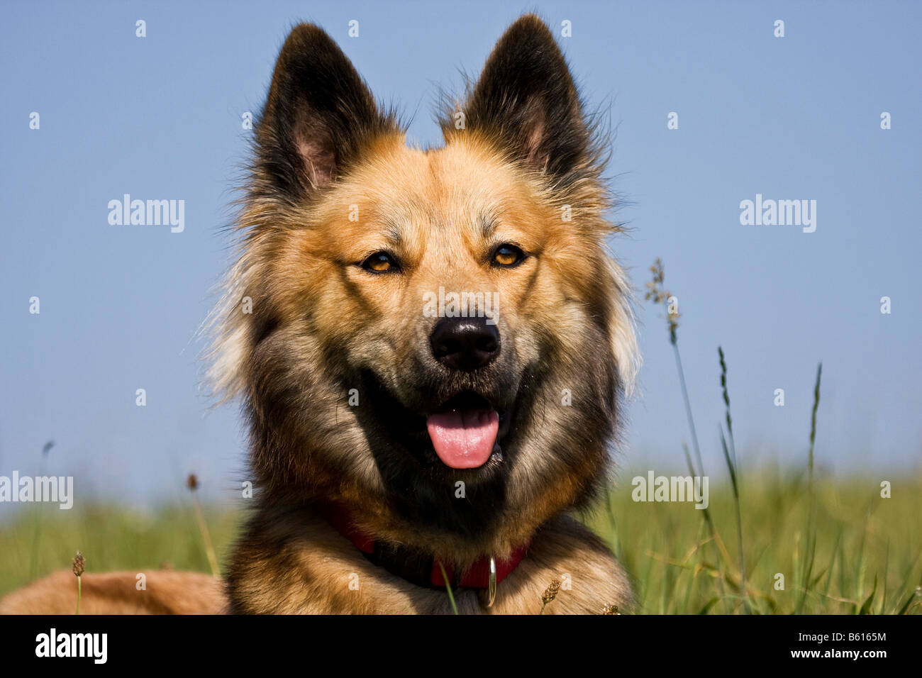 Crossbreed portrait hi-res stock photography and images - Alamy