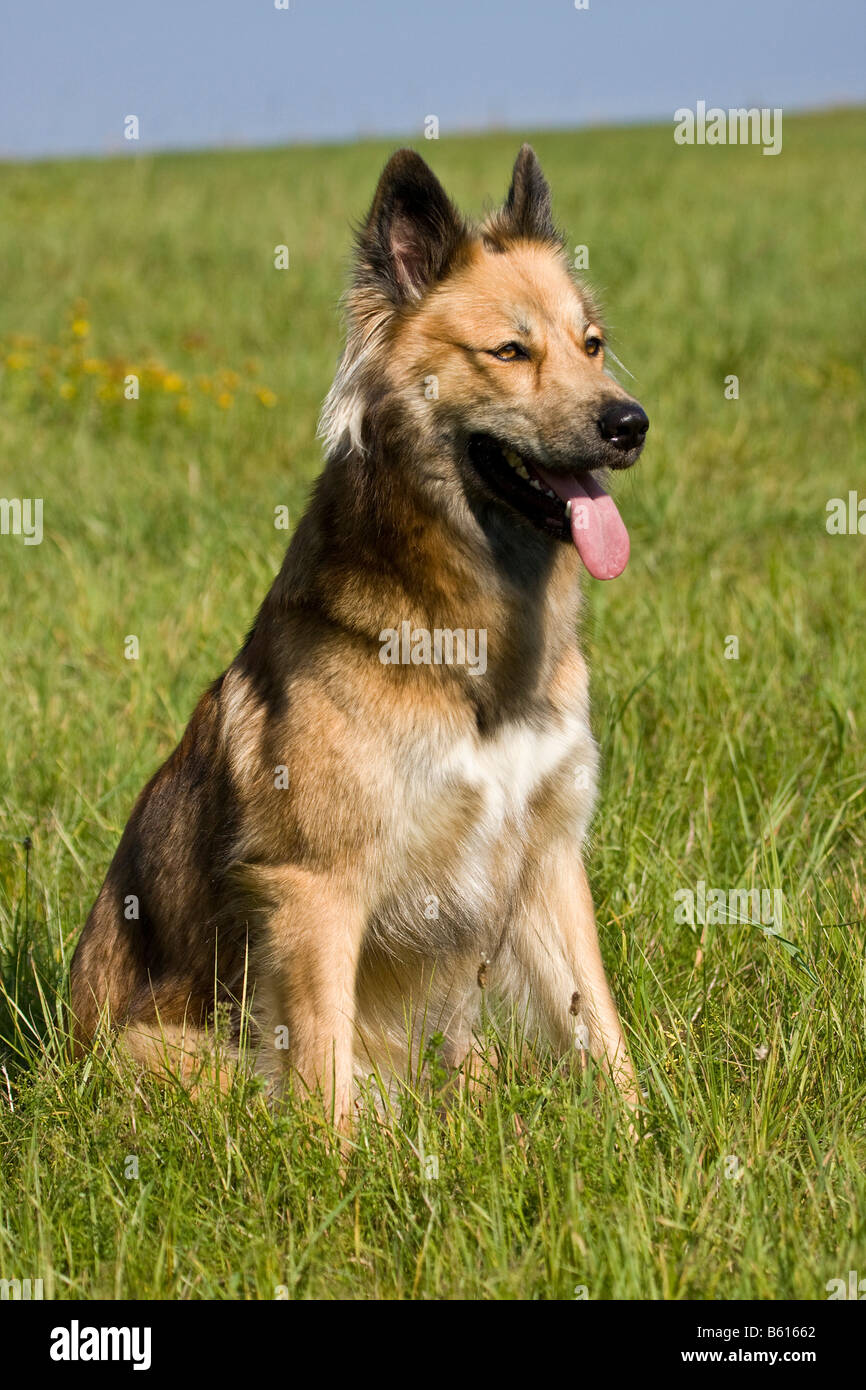 Photo shot of a mix breed dog hi-res stock photography and images - Alamy