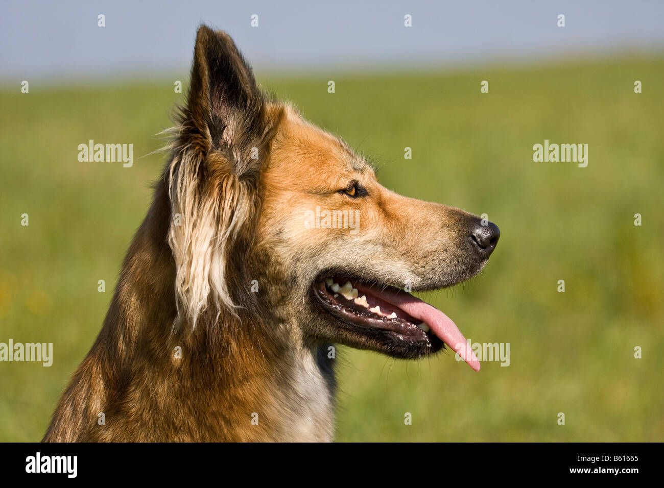 Belgian Shepherd Dog crossbreed, portrait Stock Photo - Alamy