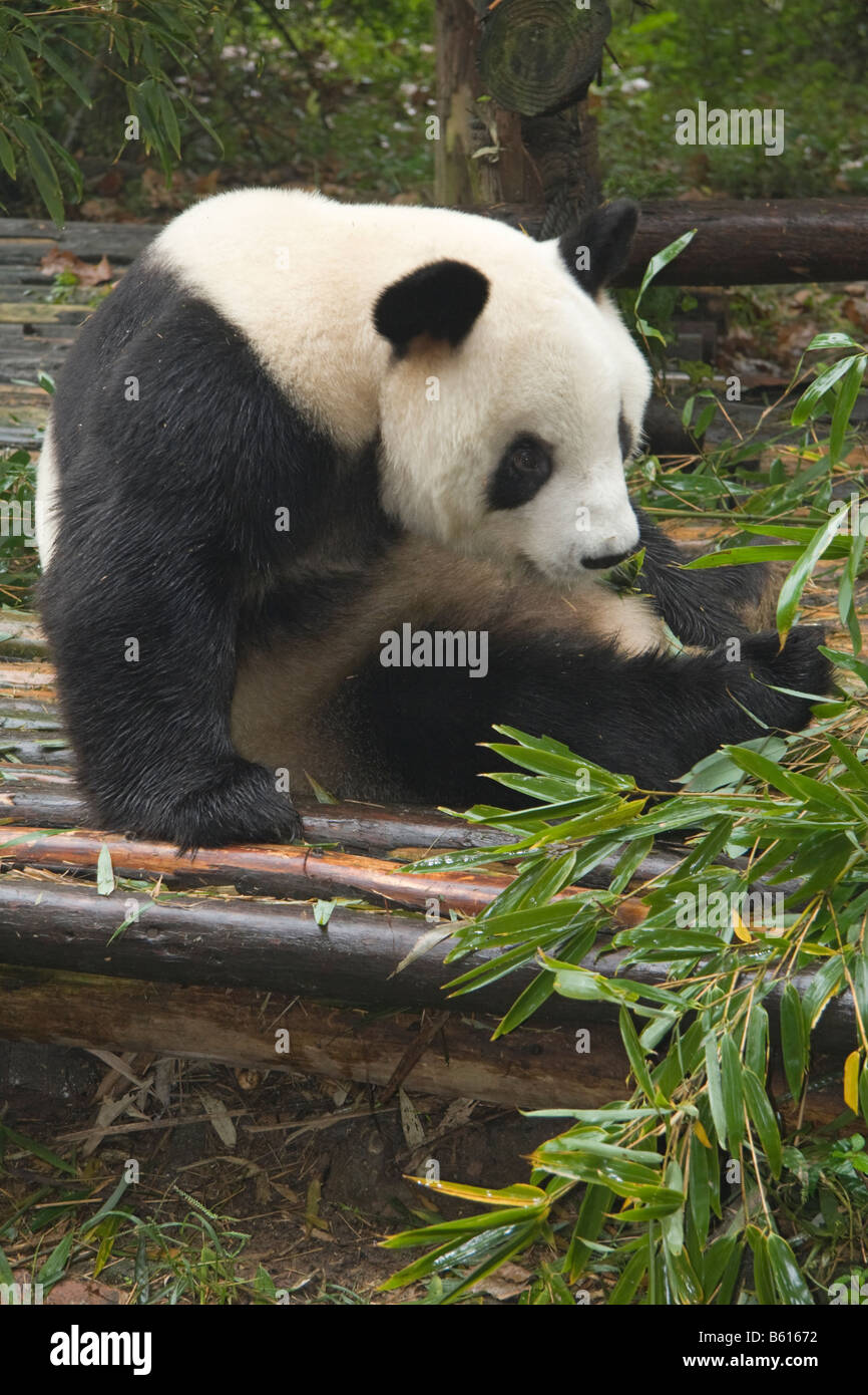 Giant Panda at Chengdu Research Center China Stock Photo - Alamy