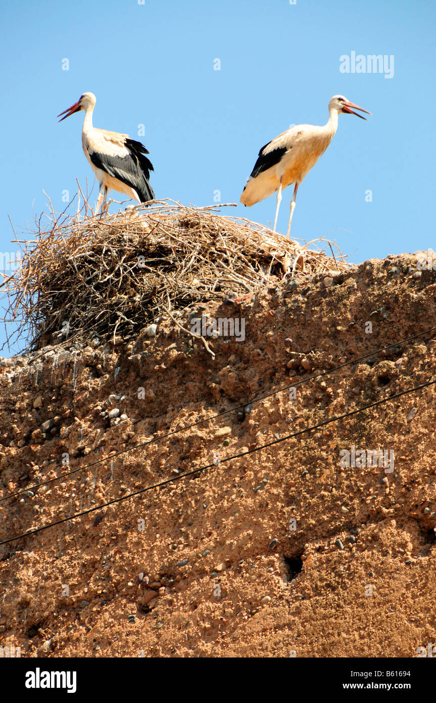 Storks at el badi palace hi-res stock photography and images - Alamy