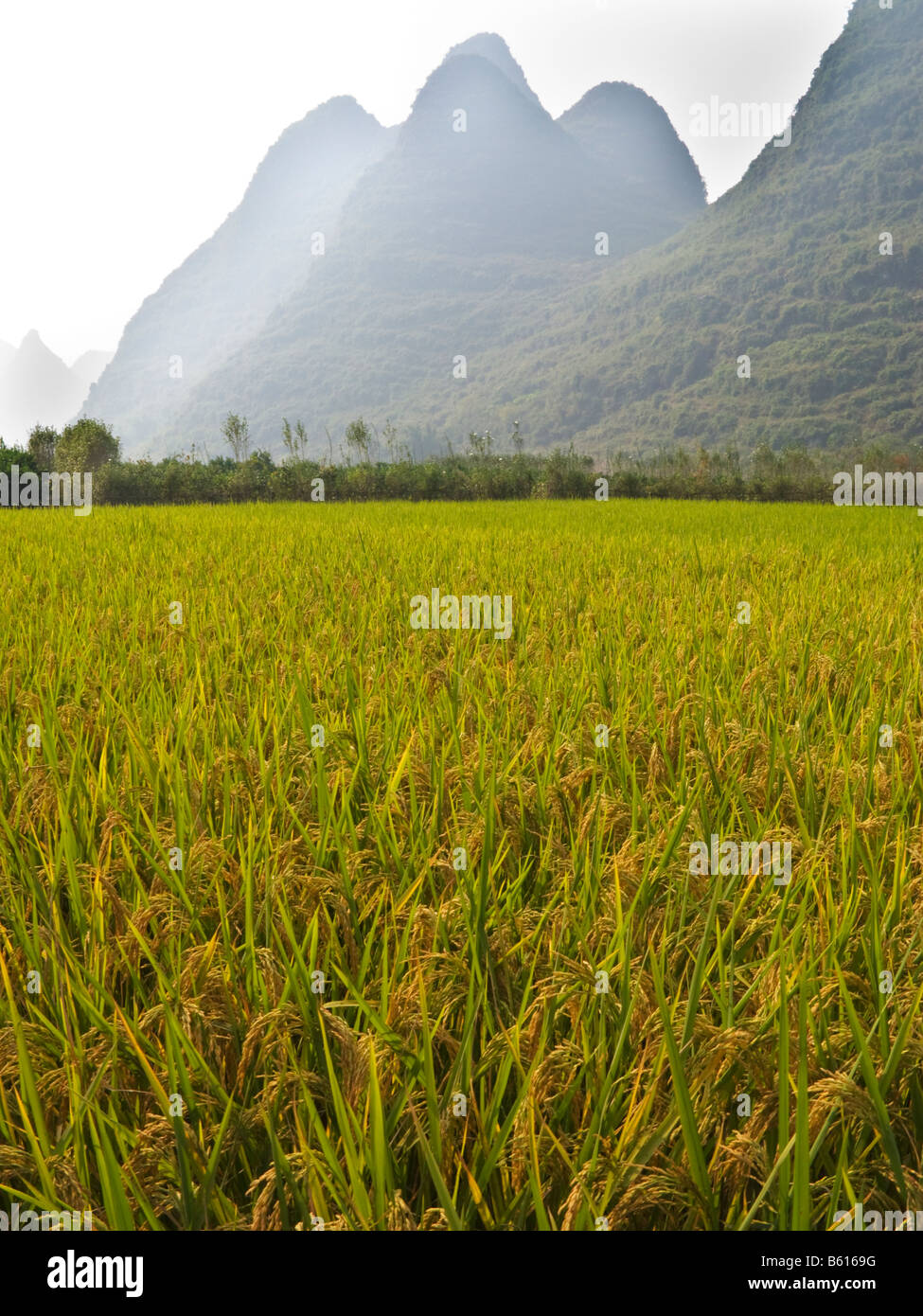 Guilin rice paddy hi-res stock photography and images - Alamy
