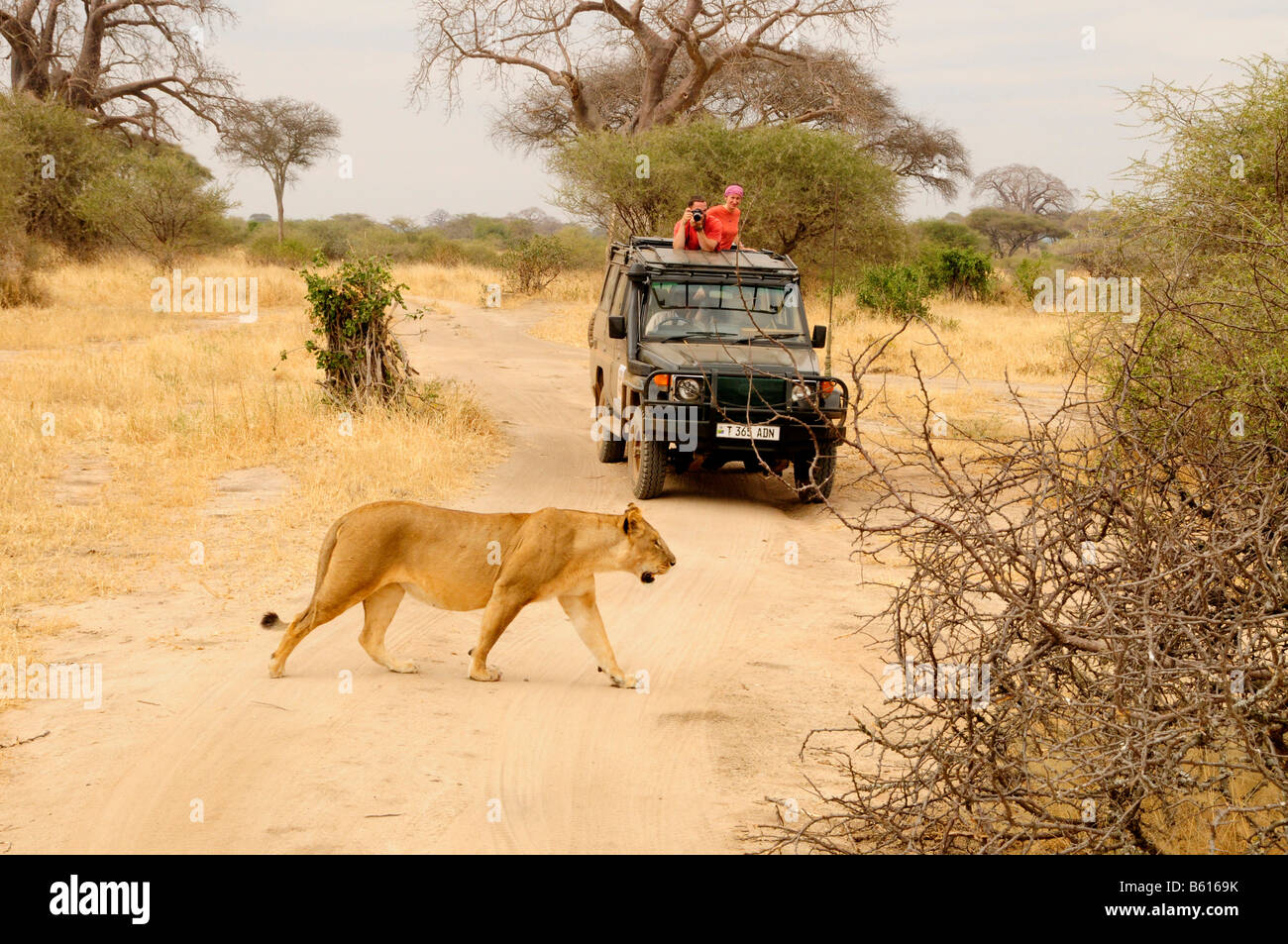 Female lion (Panthera leo) in front of a four wheel drive vehicle ...