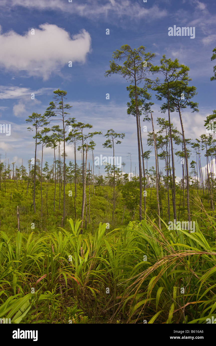 CAYO DISTRICT BELIZE Mountain Pine Ridge Forest Reserve Stock Photo - Alamy