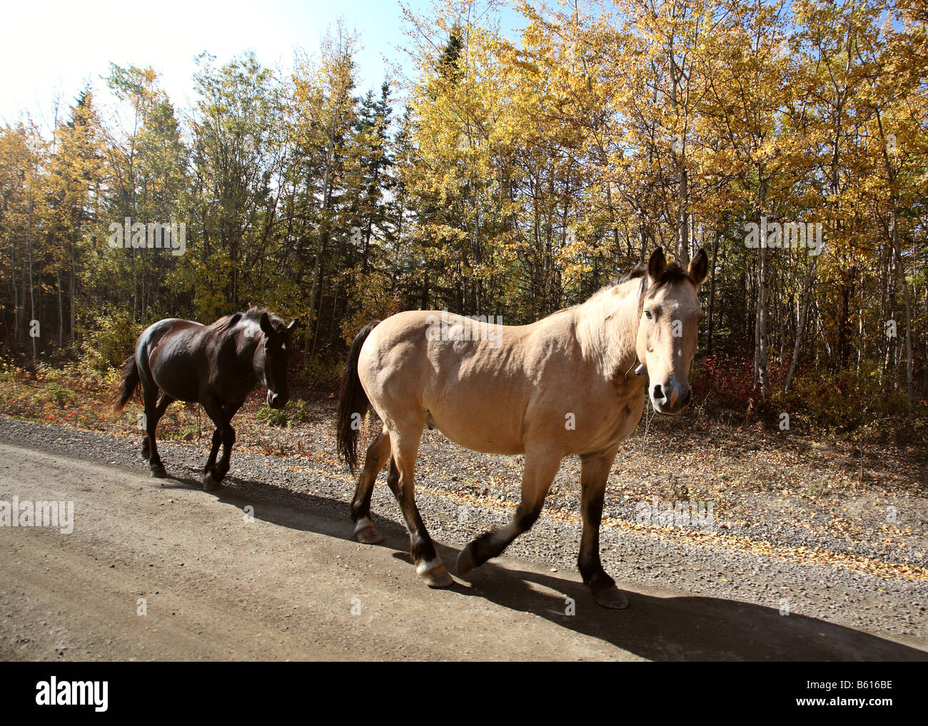 Range horses hi-res stock photography and images - Alamy