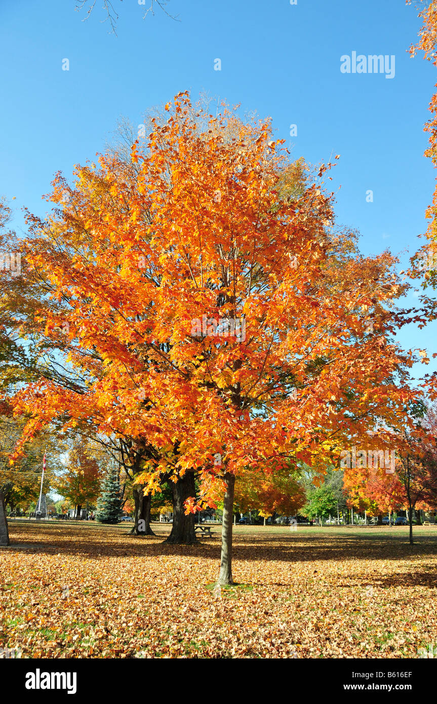 Canada autumn colors hi-res stock photography and images - Alamy