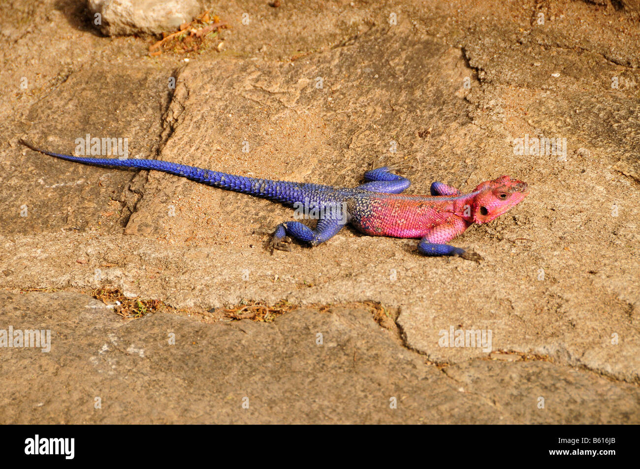 Red-headed, Common, or Rainbow Agama (Agama agama), Serengeti National ...