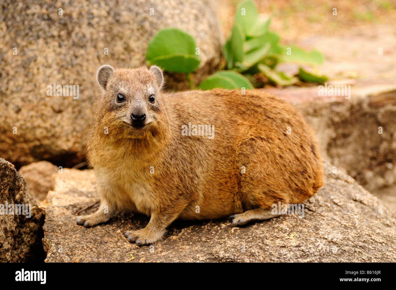 Cape Hyrax or Rock Hyrax, (Procavia capensis), Seronera, Serengeti ...