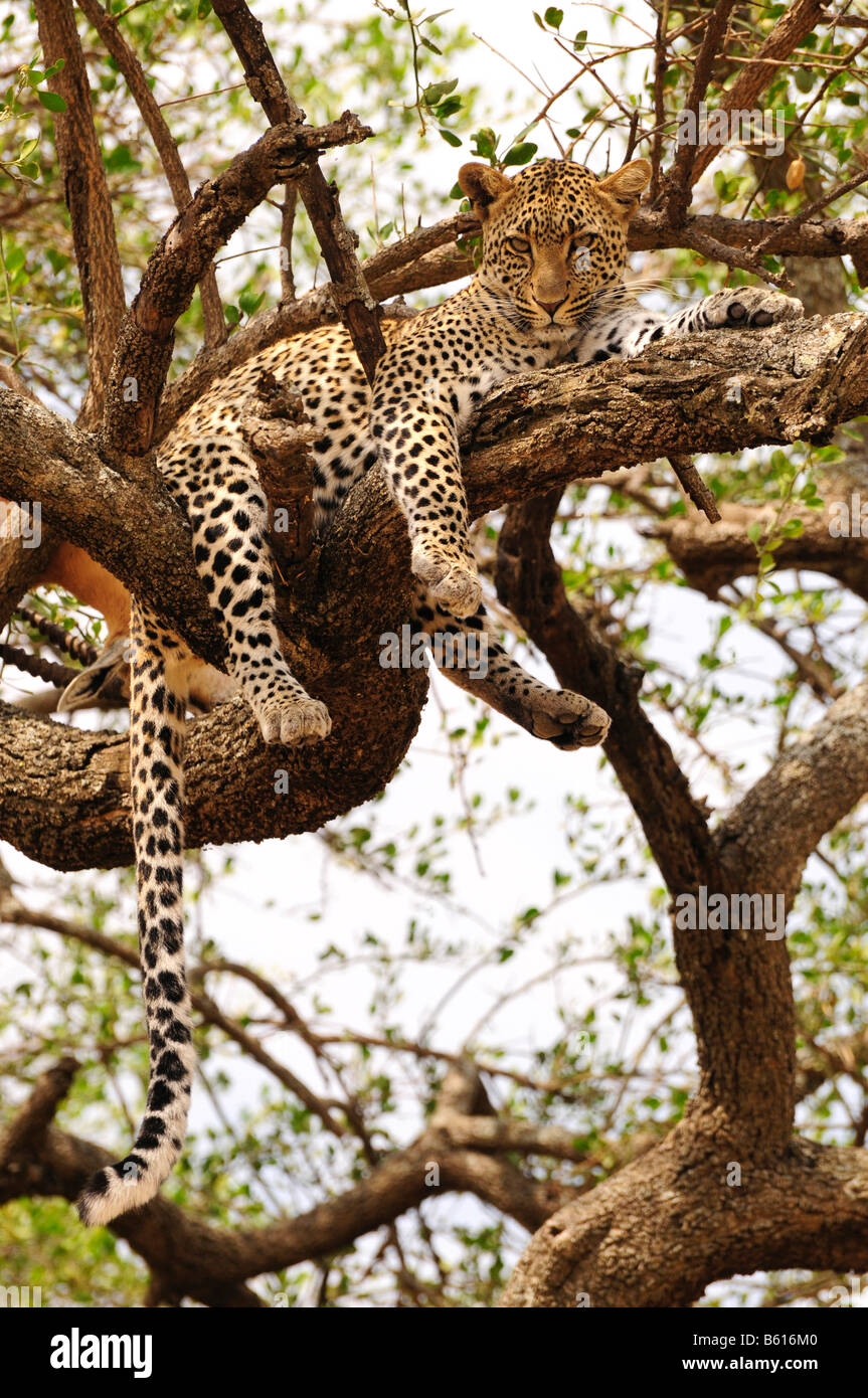 Serengeti tanzania leopard tree hi-res stock photography and images - Alamy