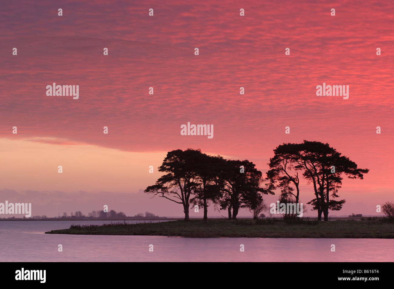 Island promontory with pine trees, Gristow, Mecklenburg-Western ...