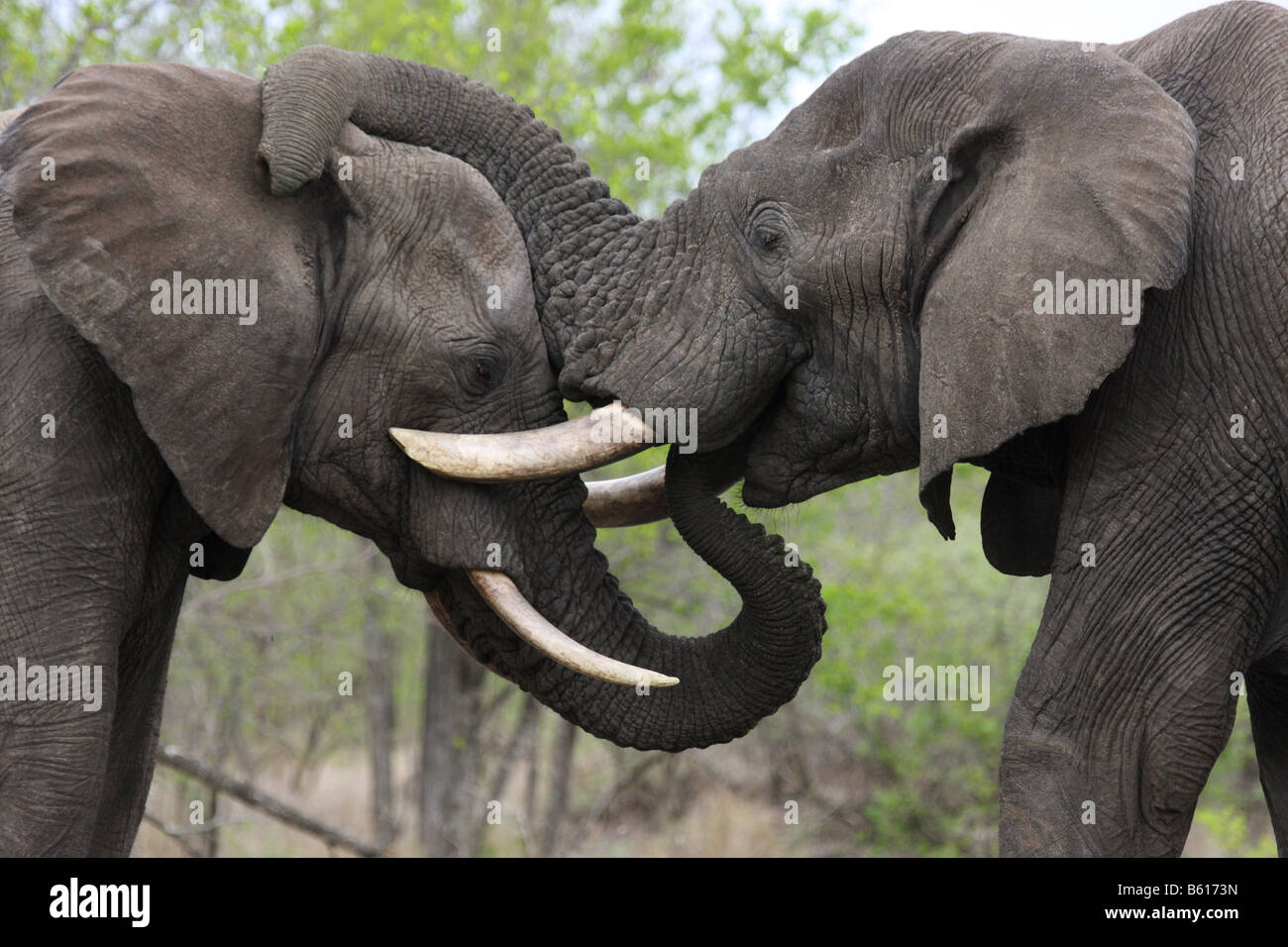 african elephants two adults head to head with trunks used for greeting ...