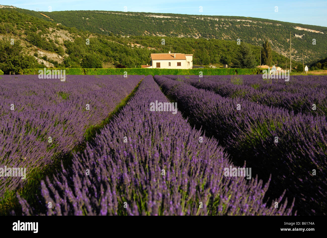 Rows of Common Lavender (Lavandula angustifolia), Provence, France ...