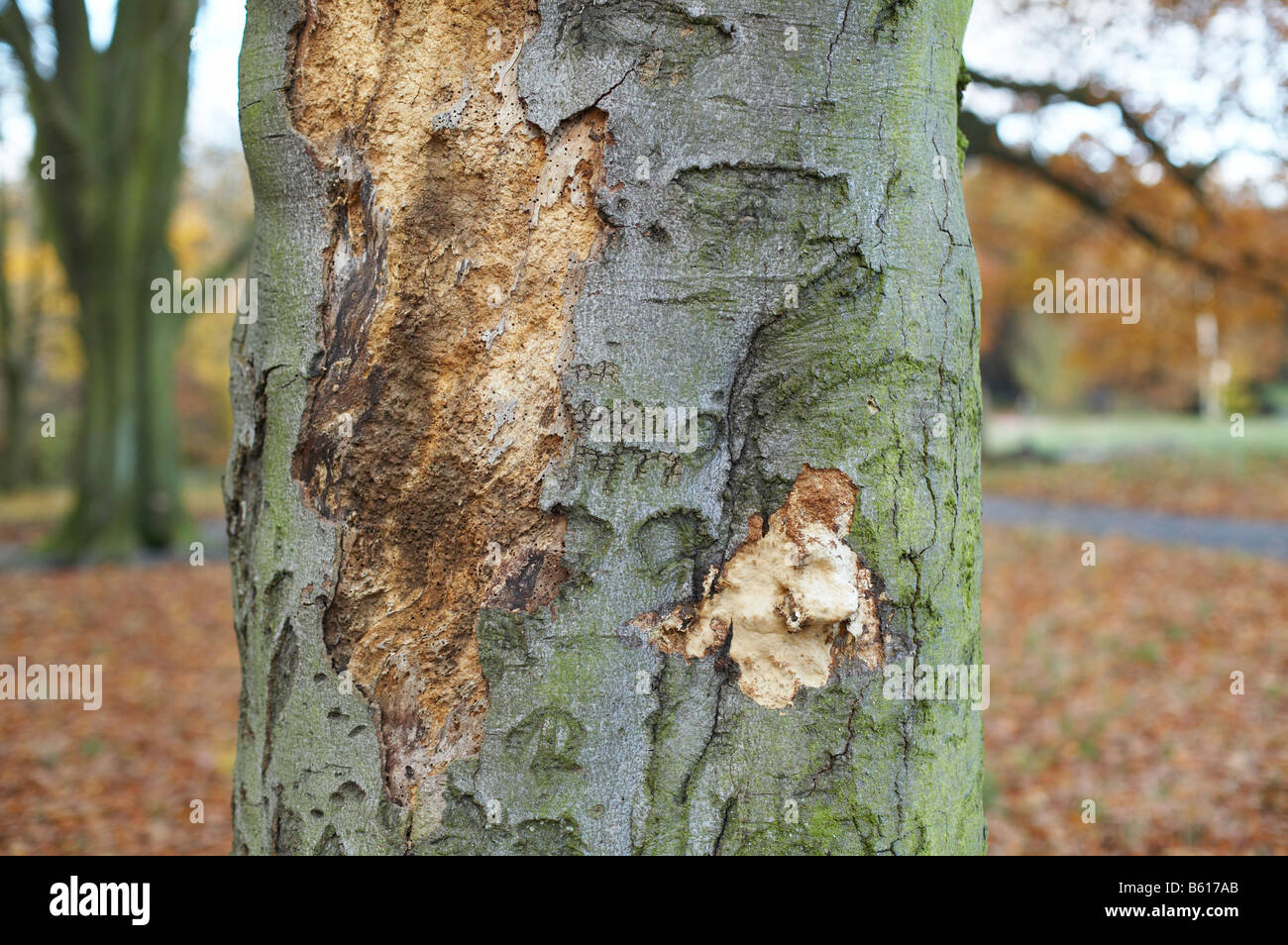 tree fungus or rot or woodworm in London England Stock Photo - Alamy