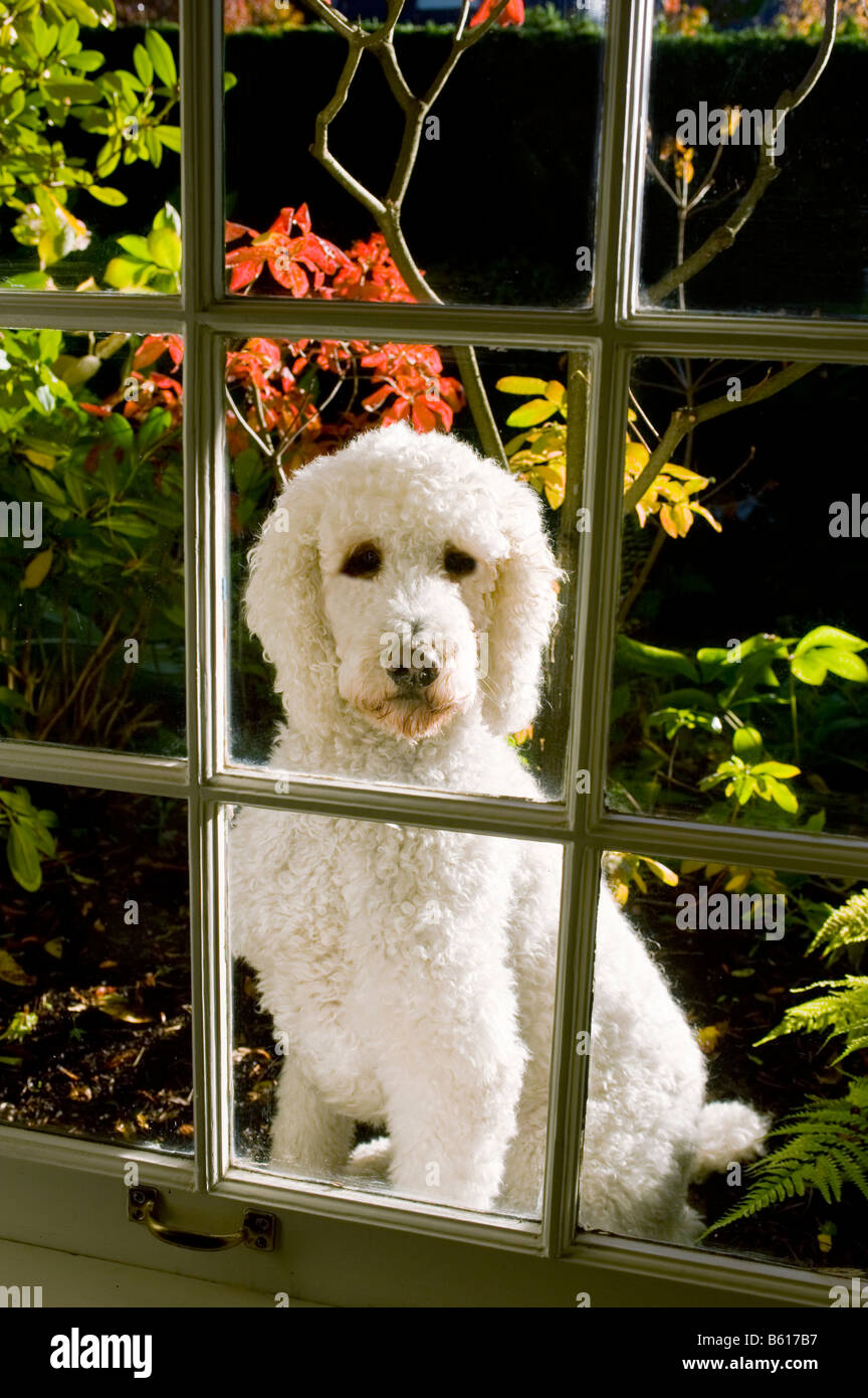 A standard poodle looks into a living room from outside on a sunny ...