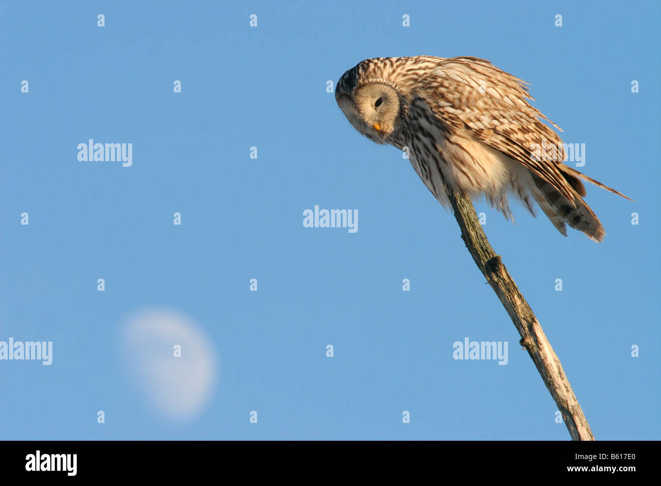Owl tree moon hi-res stock photography and images - Alamy