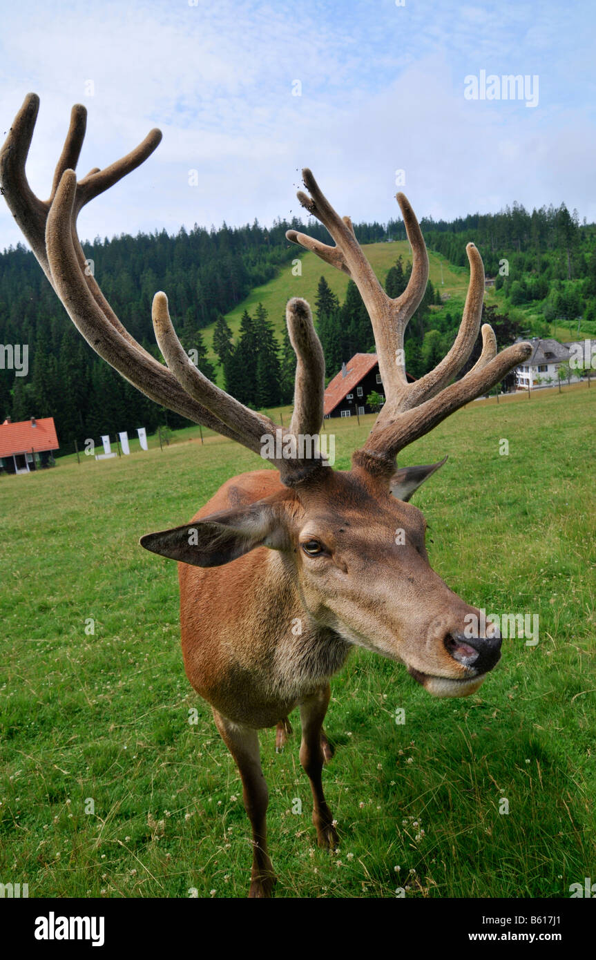 Deer cervidae hi-res stock photography and images - Alamy