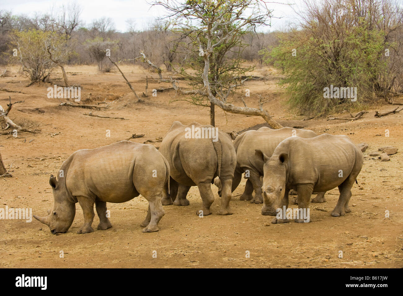 Rhino and tree hi-res stock photography and images - Alamy
