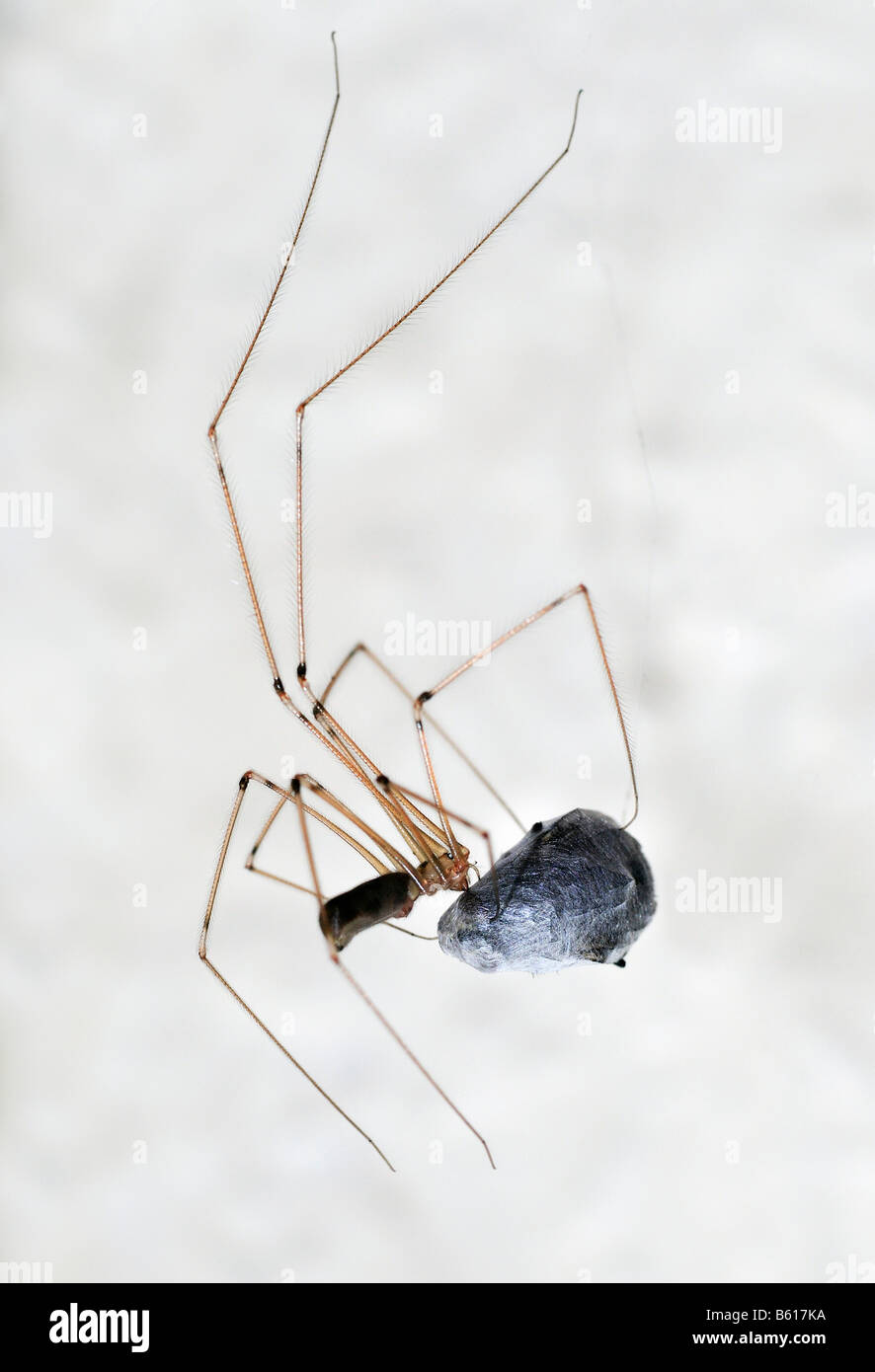 House Spider, Vibrating Spider (Pholcidae) wrapping a fly into its web ...