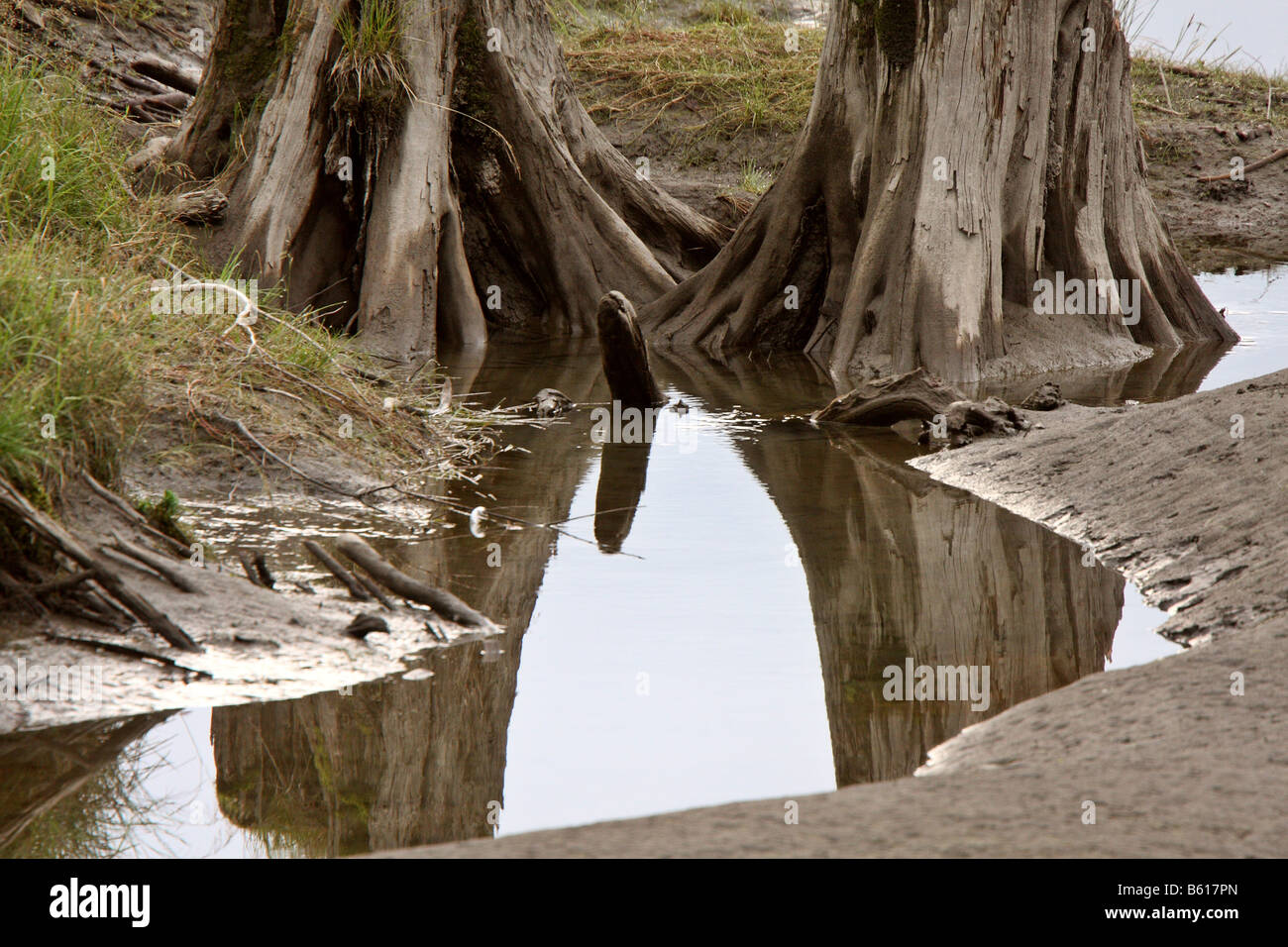 Tree stumps reflection in pool Stock Photo - Alamy