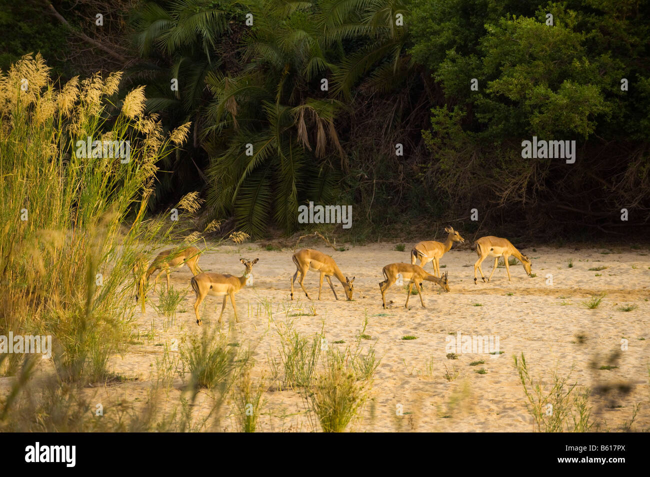 wildlife wild Impala antelope AEPYCEROS MELAMPUS south-Afrika south ...