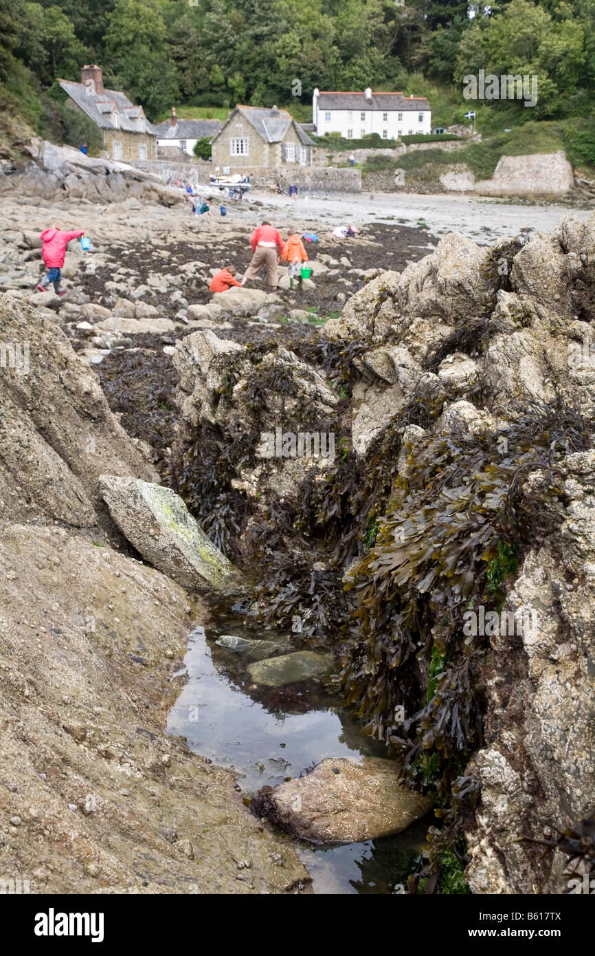 rock pooling at durgan cornwall Stock Photo - Alamy