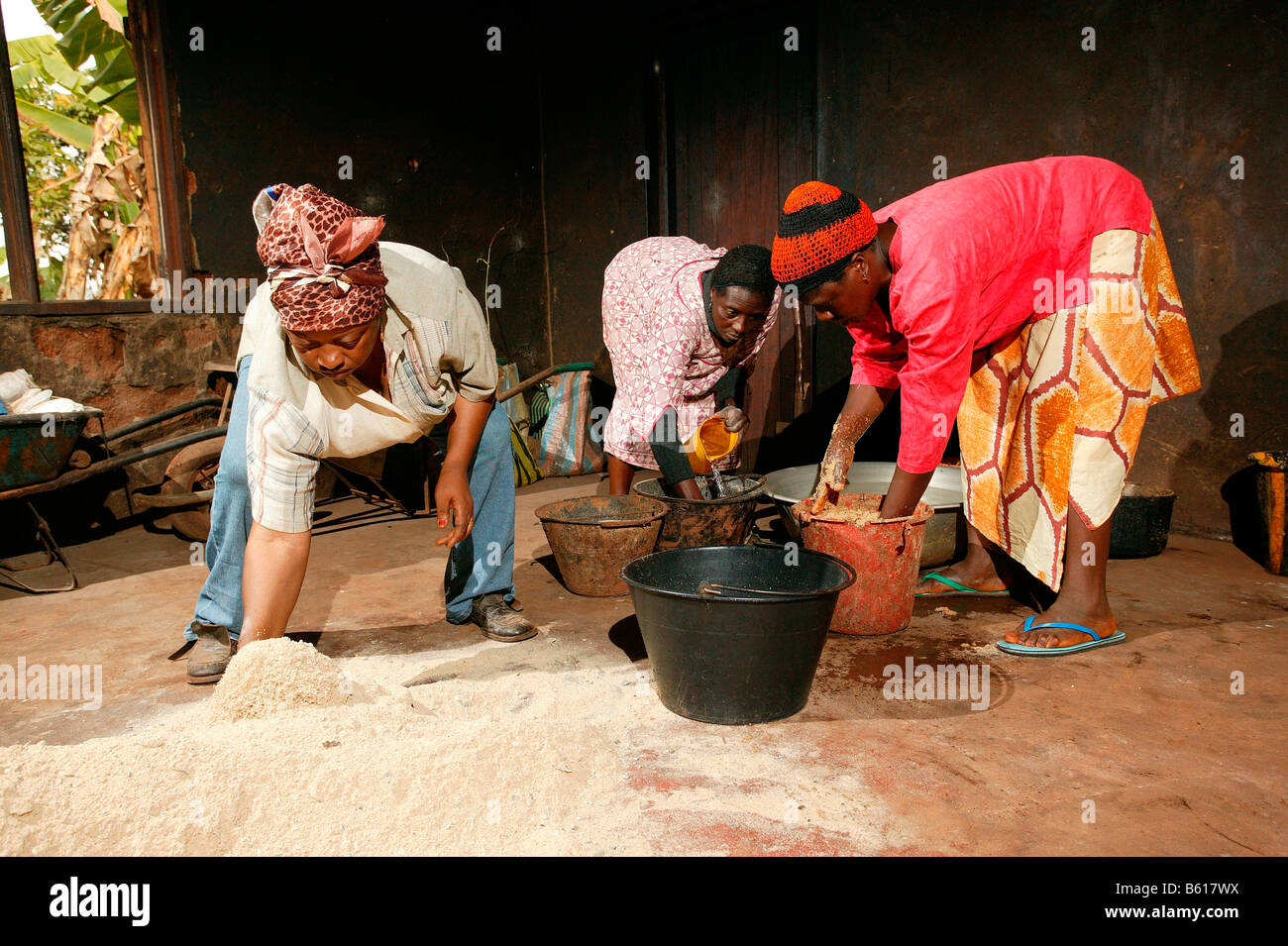 Women preparing grain for pig food, Bamenda, Cameroon, Africa Stock ...