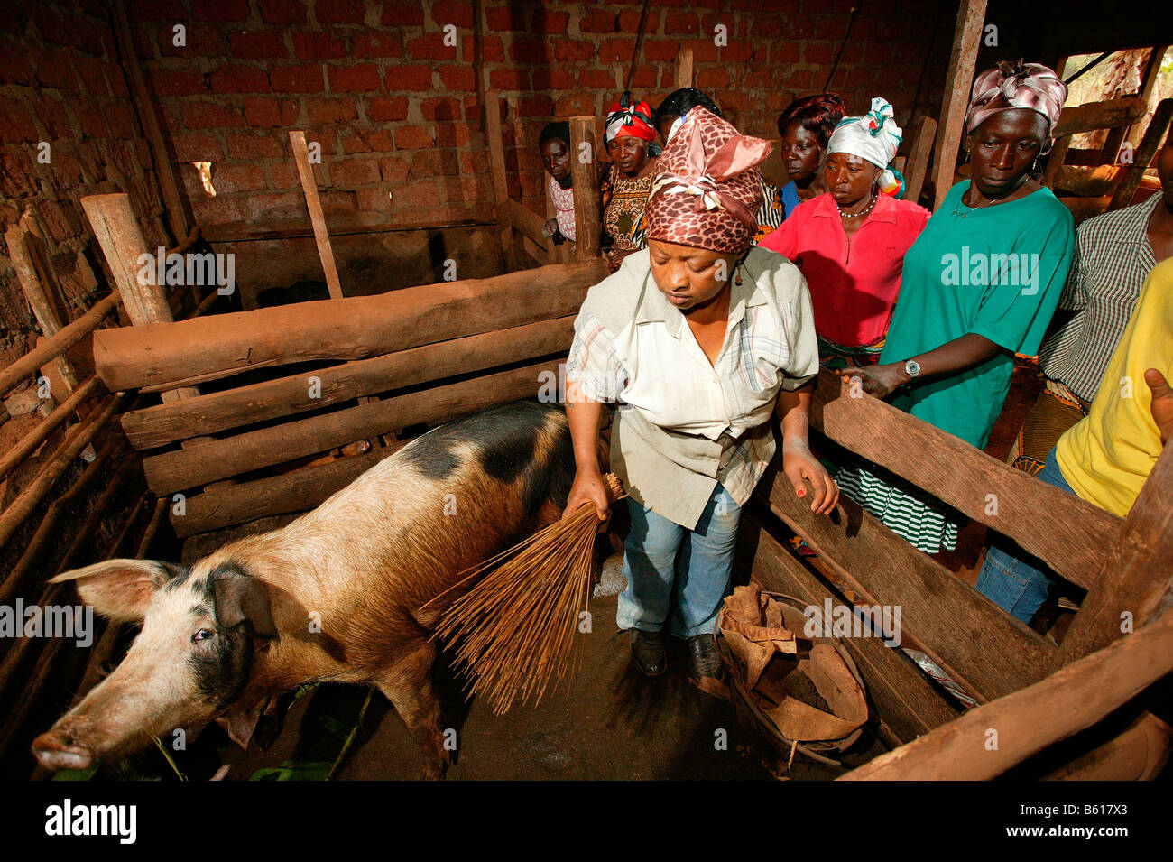 Woman Feeding Pig Stock Photos & Woman Feeding Pig Stock Images - Alamy