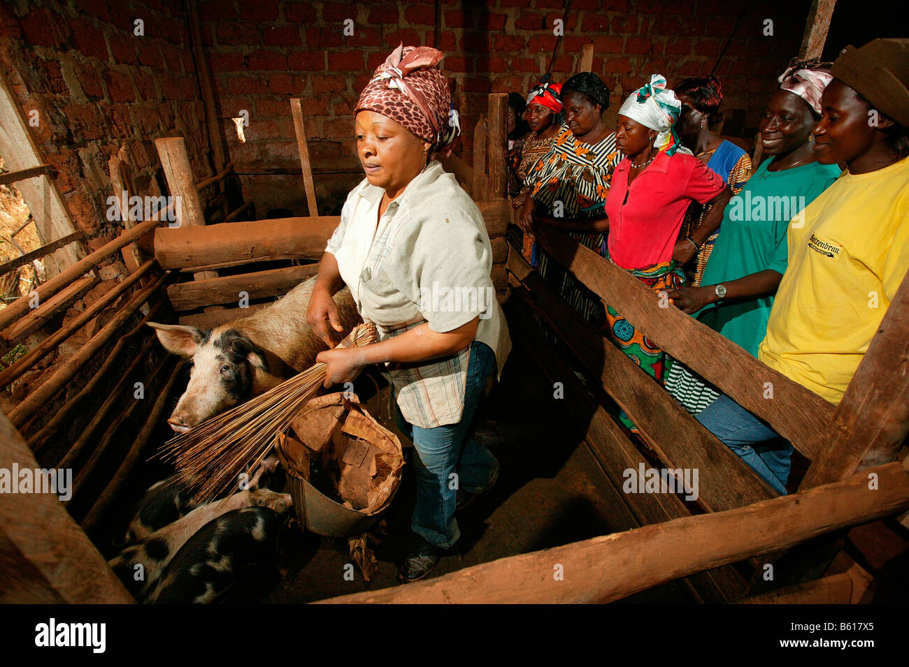 Women feeding pigs in a piggery, Bamenda, Cameroon, Africa Stock Photo ...