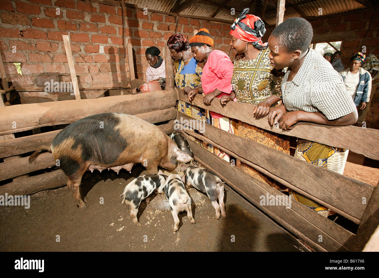 Women feeding pigs in a piggery, Bamenda, Cameroon, Africa Stock Photo ...