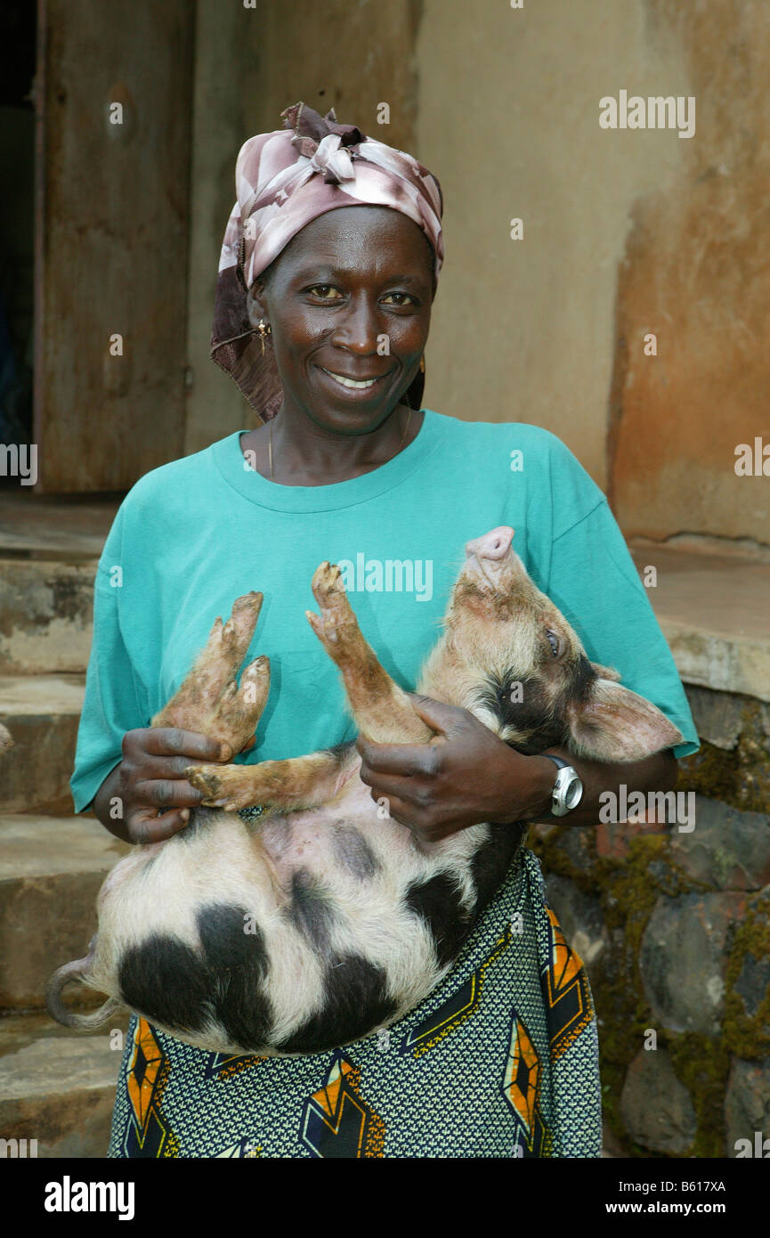 Pig farms africa hi-res stock photography and images - Alamy