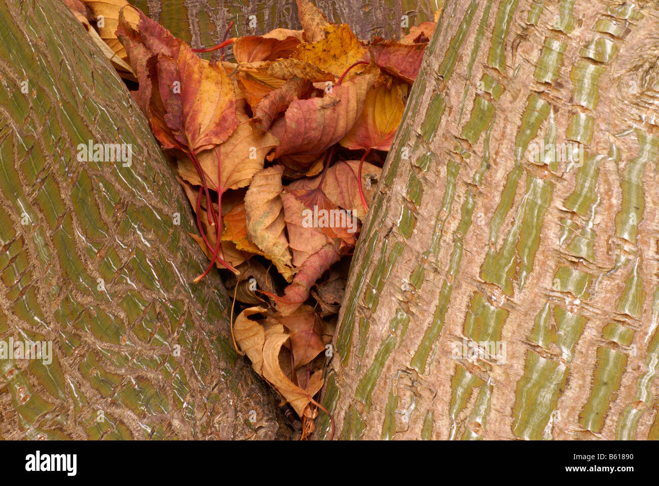 Decaying tree leaves hi-res stock photography and images - Alamy