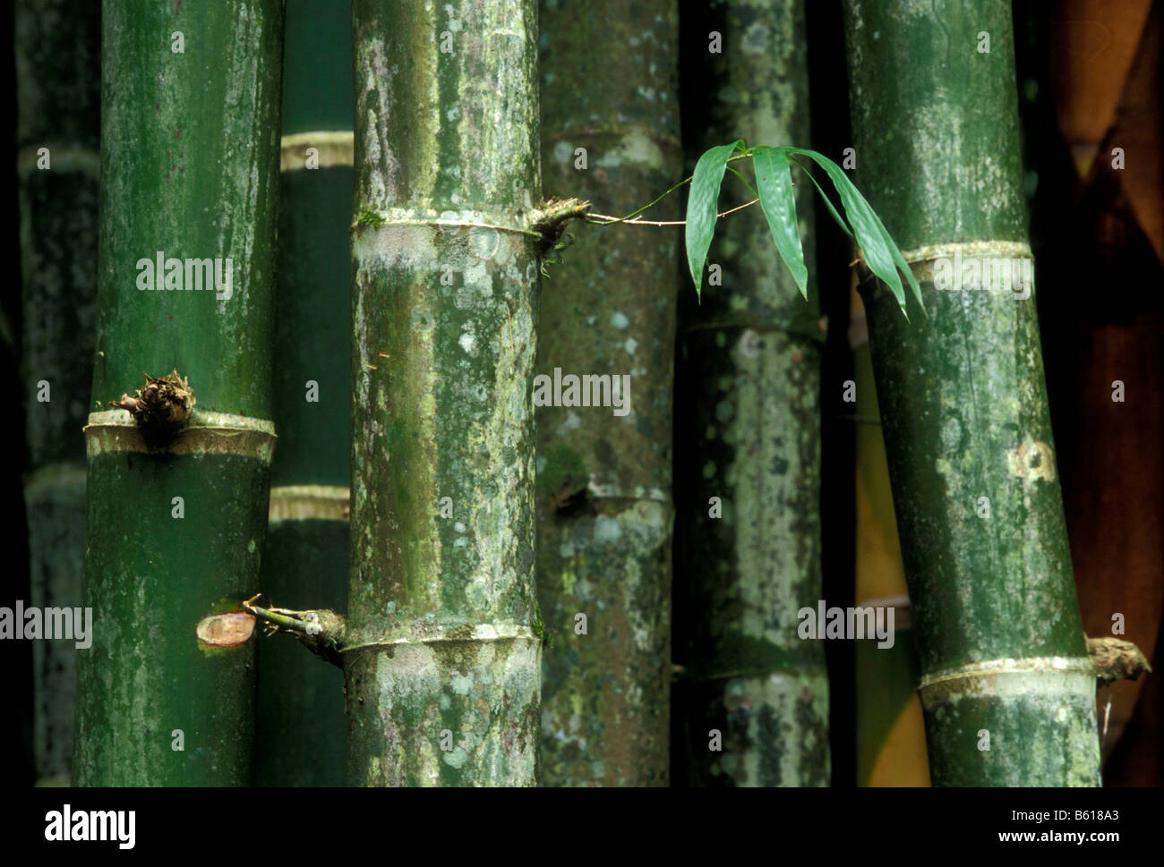 Costa rican bamboo hi-res stock photography and images - Alamy