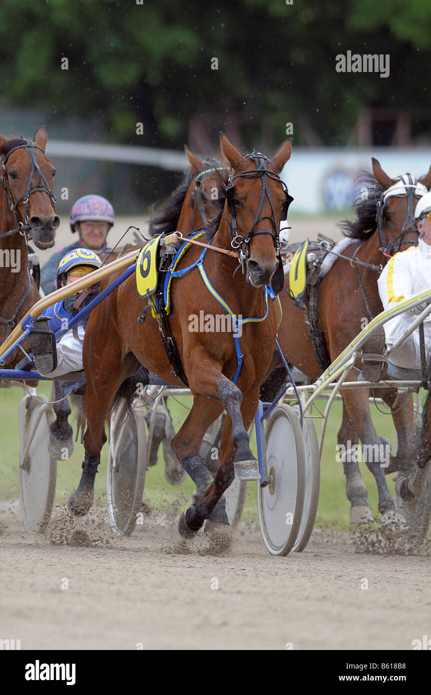Trotting race hi-res stock photography and images - Alamy