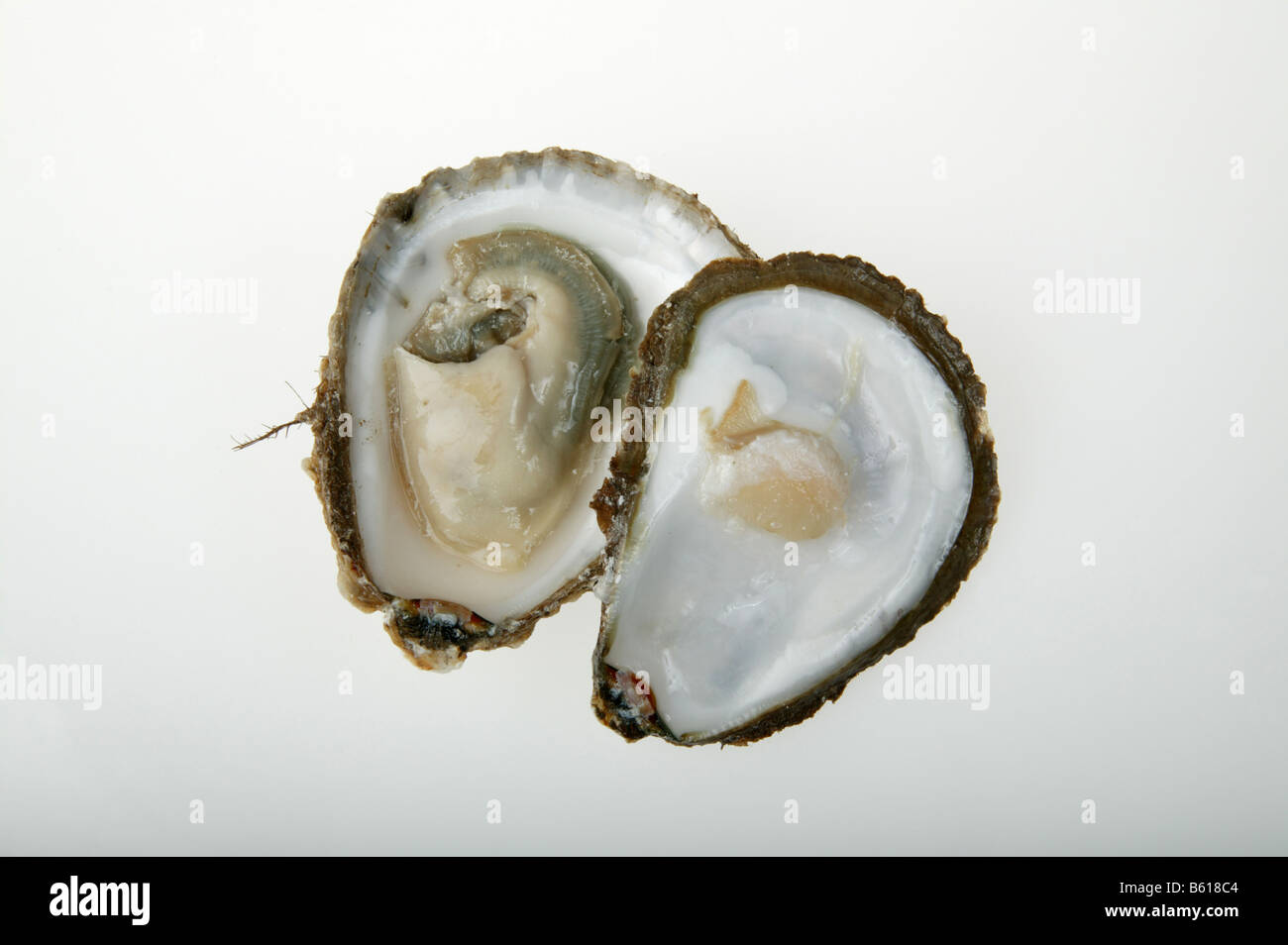 Native oyster, shellfish Stock Photo - Alamy