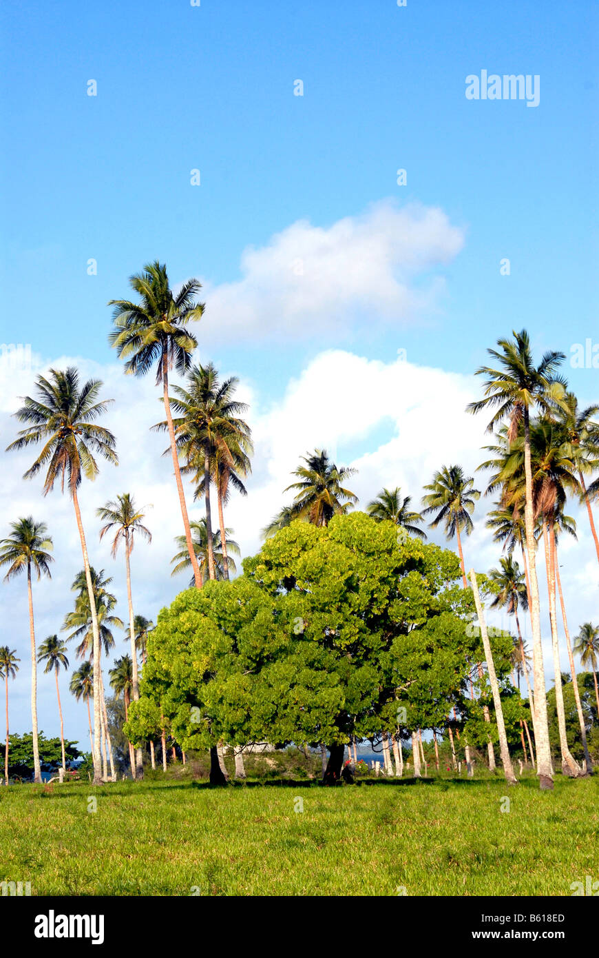 Trees Efate island Vanuatu Stock Photo - Alamy