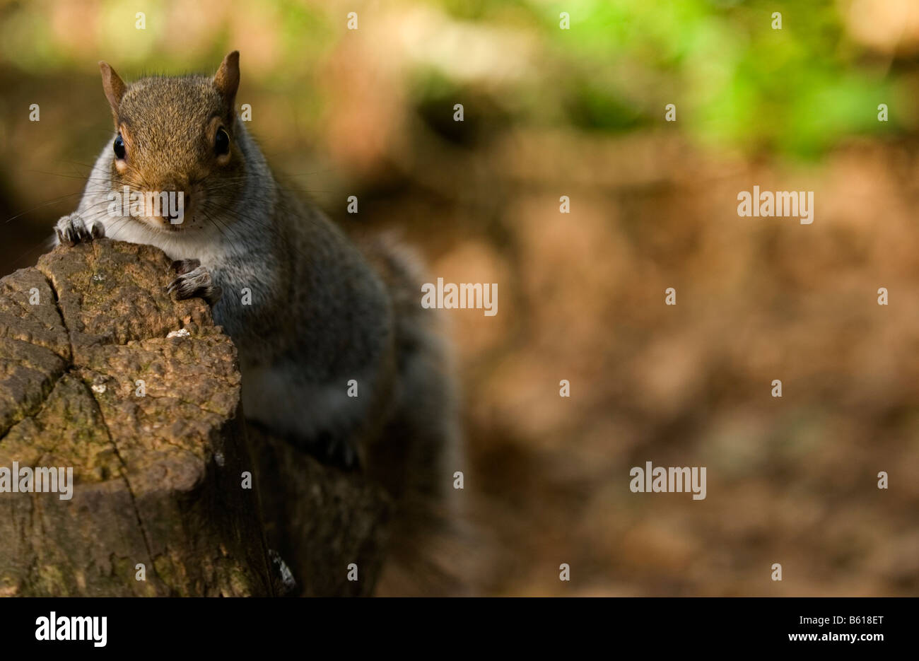 Squirrel at rest hi-res stock photography and images - Alamy