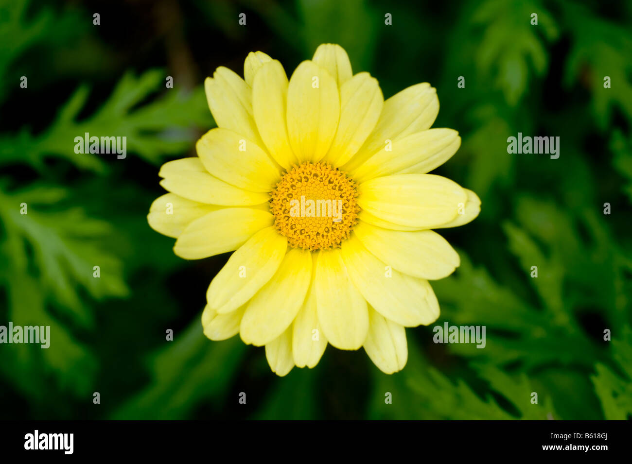 Argyranthemum hi-res stock photography and images - Alamy