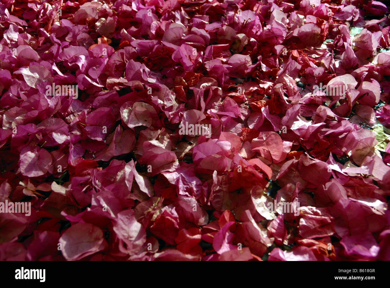 FLOWERS IN A VESSEL Stock Photo - Alamy
