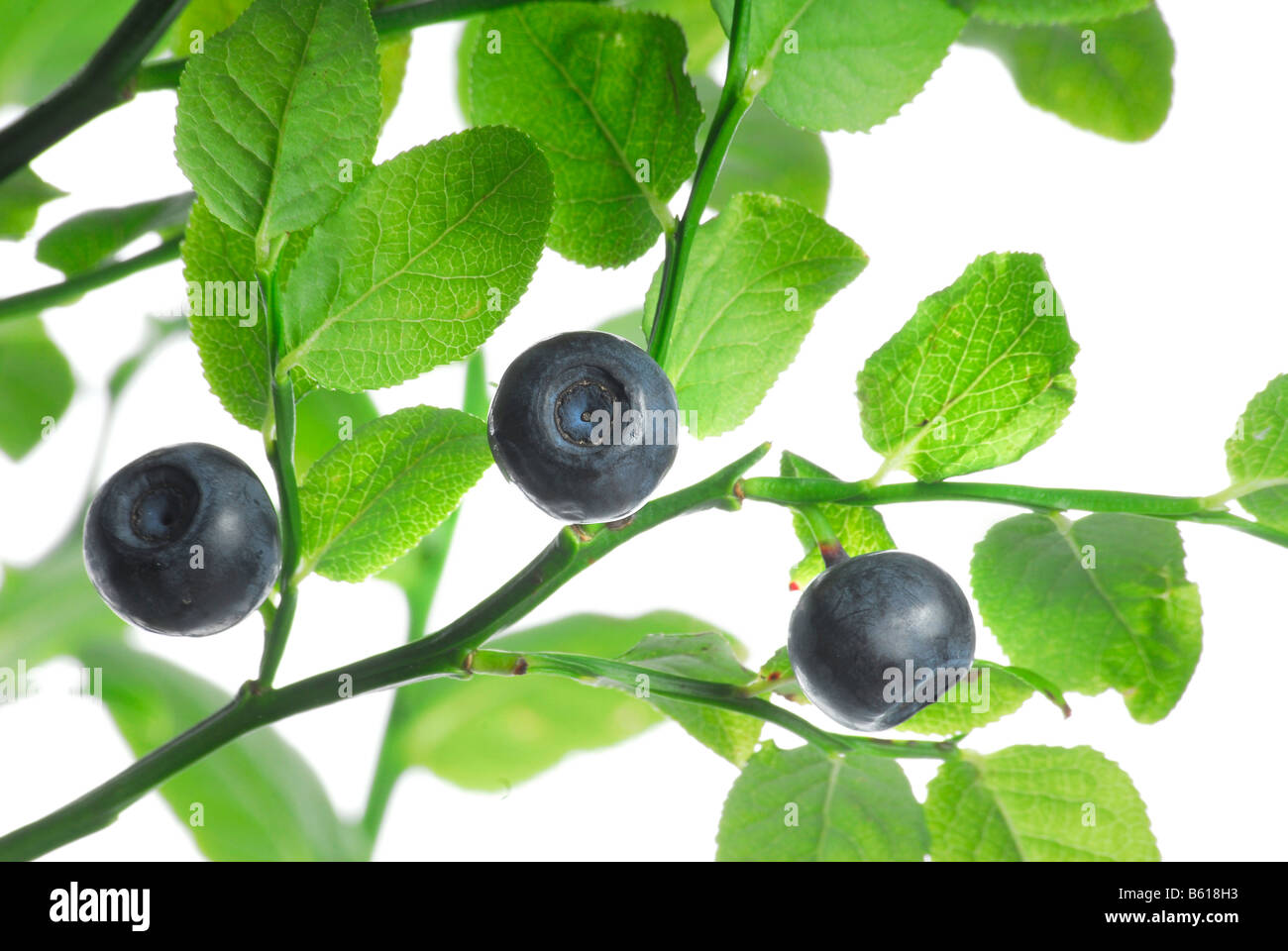 Blueberries on a branch Stock Photo - Alamy