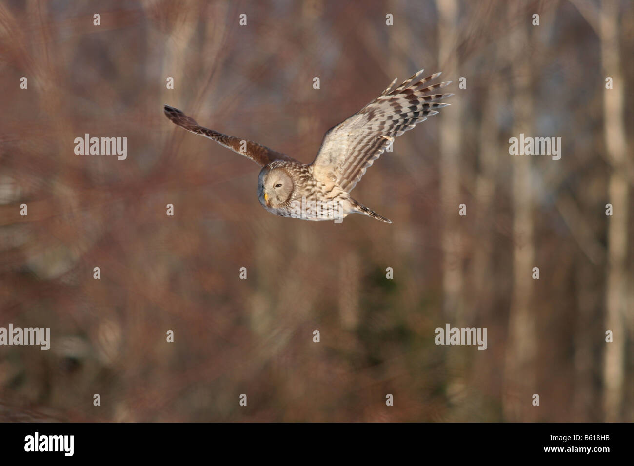 Ural owl (Strix uralensis) in flight Stock Photo - Alamy
