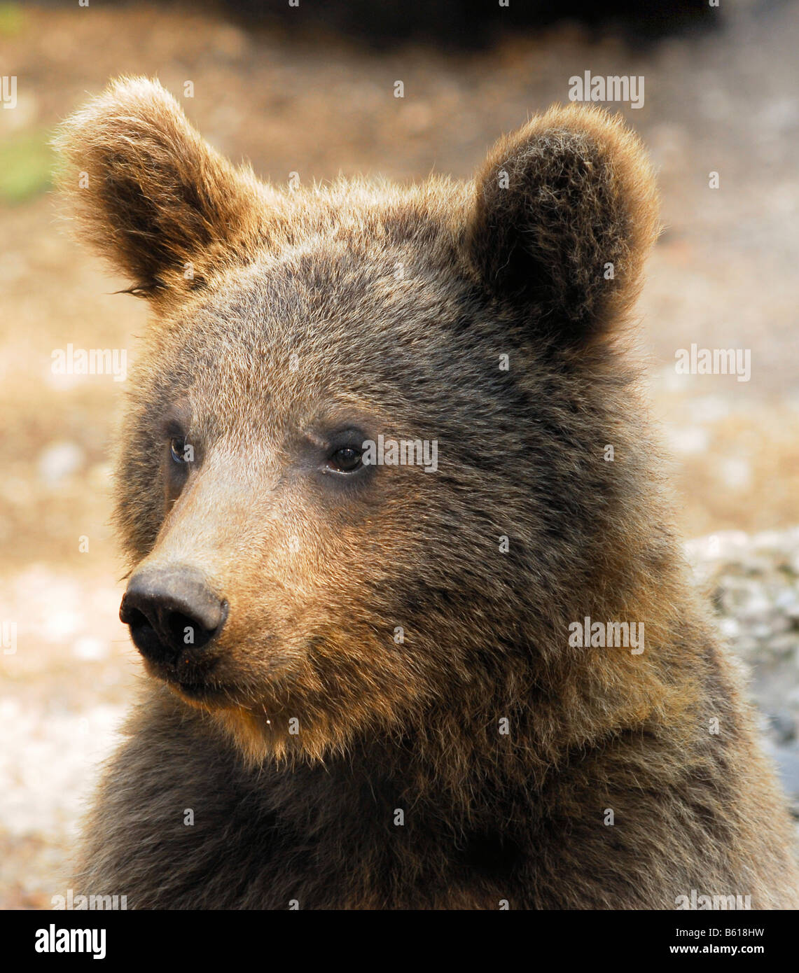 Baby Brown Bear Conan